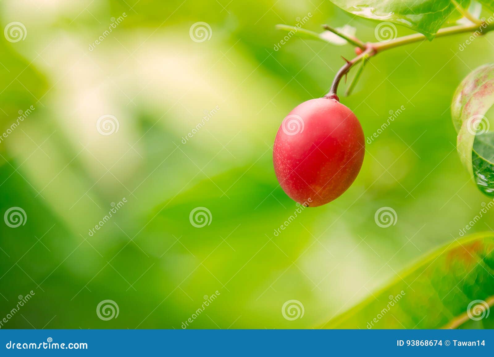 Red fruit stock photo. Image of healthy, freshness, eating - 93868674