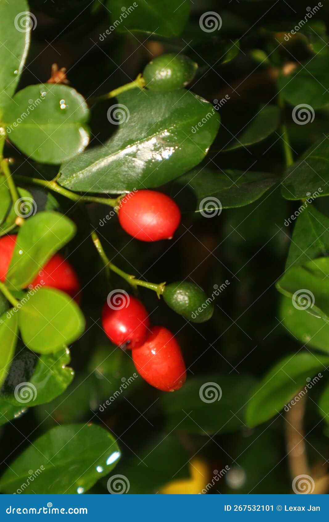 Red fruit in the dark stock image. Image of leaf, flower - 267532101