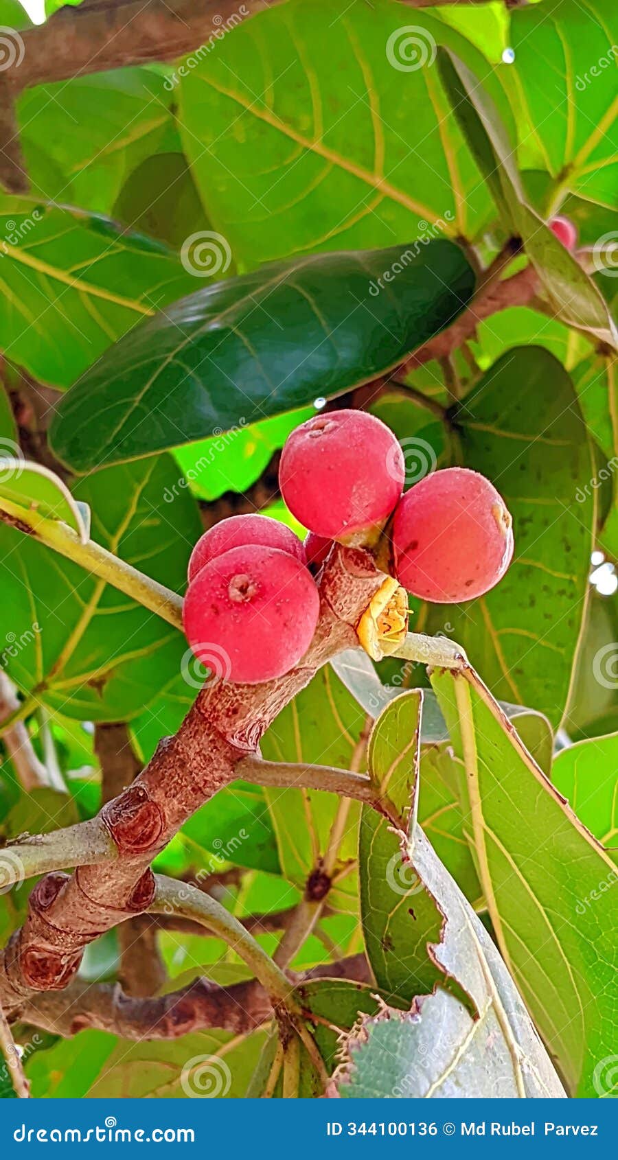 The Red Fruit of Green Banyan Tree. Stock Photo - Image of color ...