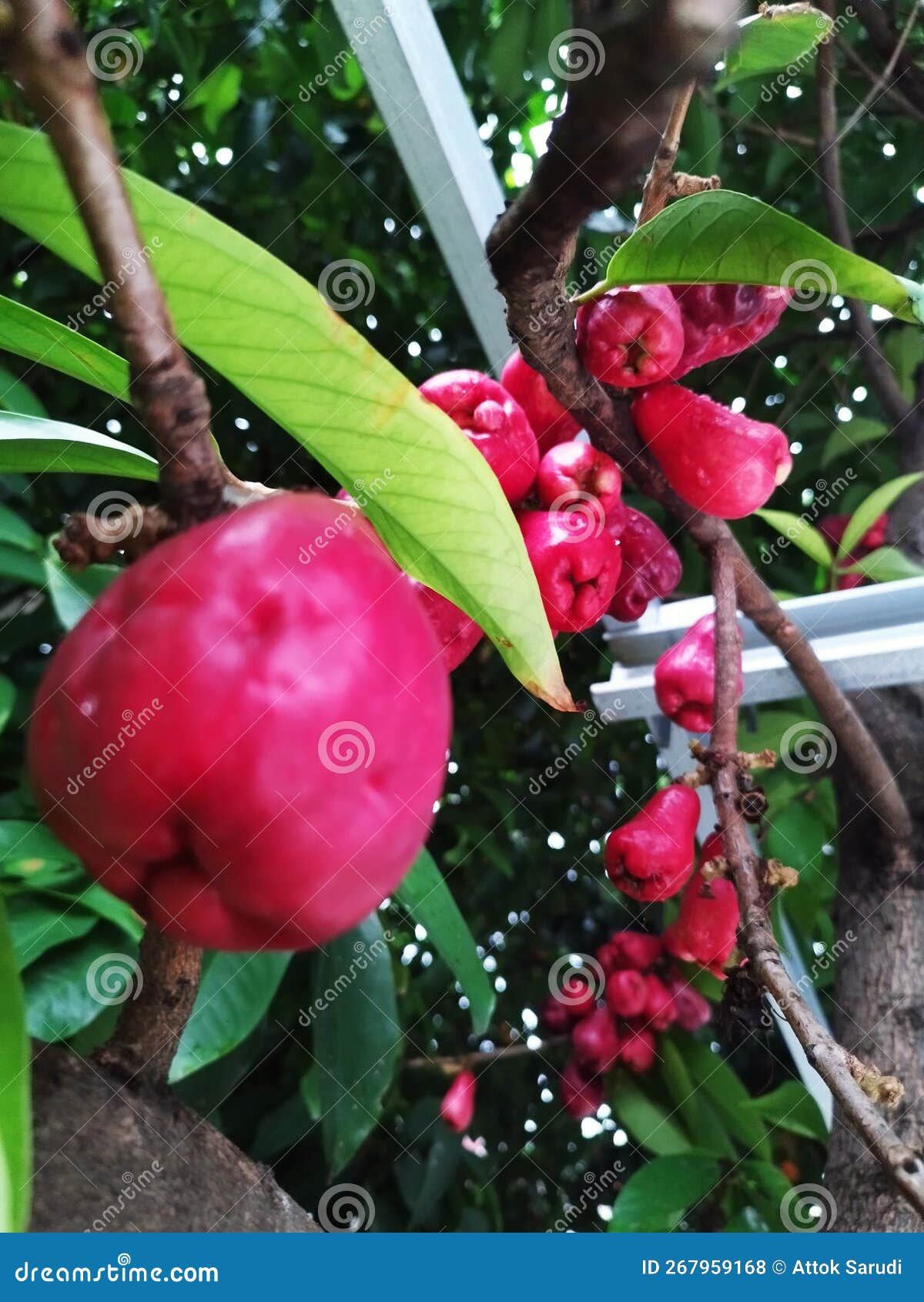 Red Fruit Jambu Merah on Tree Stock Photo - Image of jambu, tree: 267959168