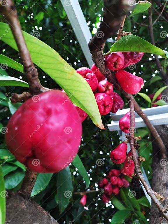 Red Fruit Jambu Merah on Tree Stock Photo - Image of jambu, tree: 267959168