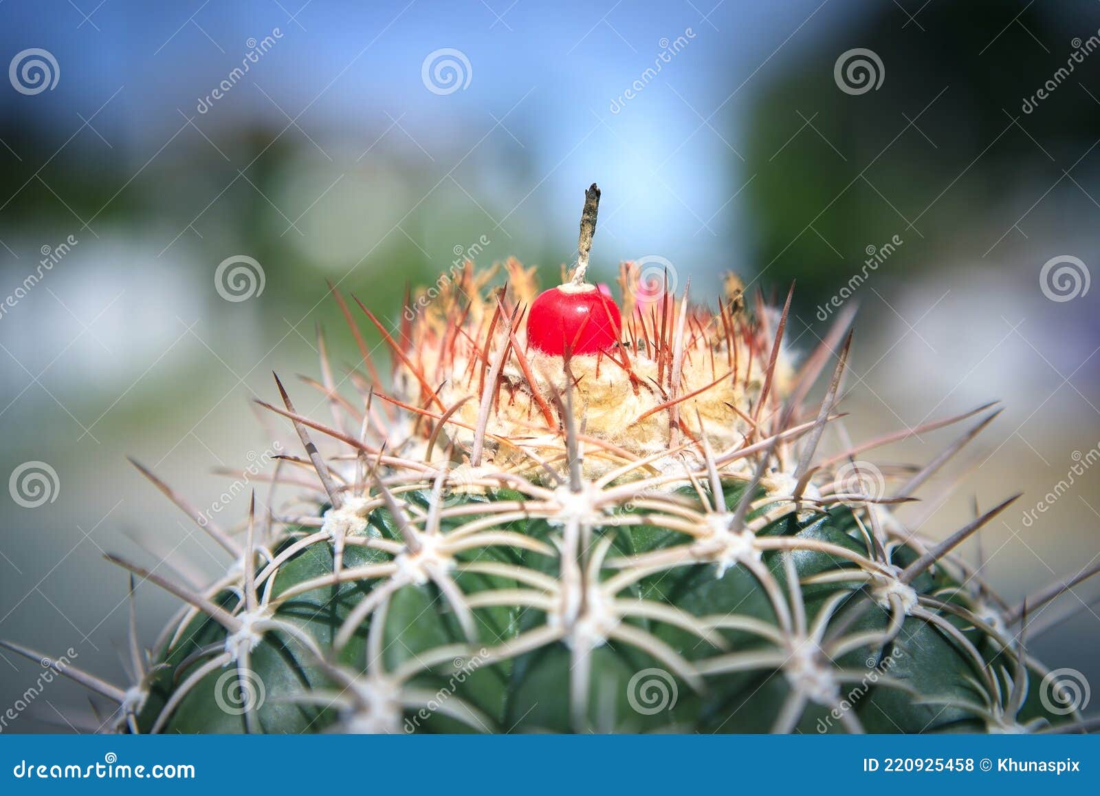 Red Fruit of Melocactus on Top of Cactus Cephalium Stock Photo - Image ...