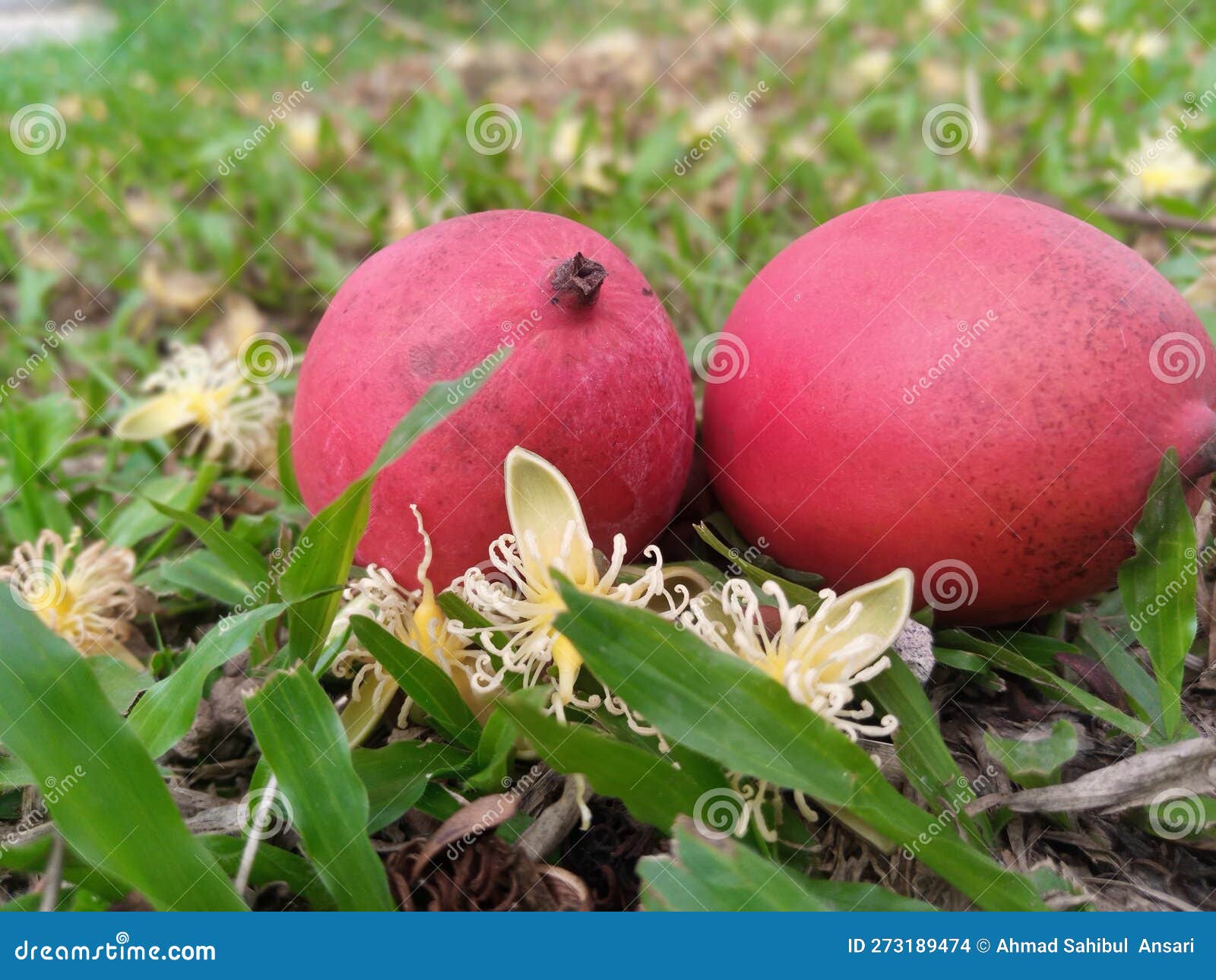 The Red Fruit of the Palm Tree Falls when it is Old Stock Photo - Image ...