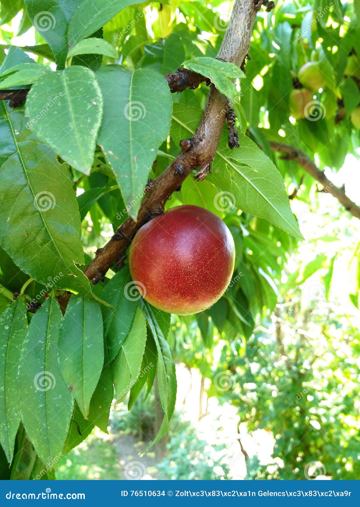 Red fruit stock photo. Image of green, nature, tree, zotyaphotos - 76510634