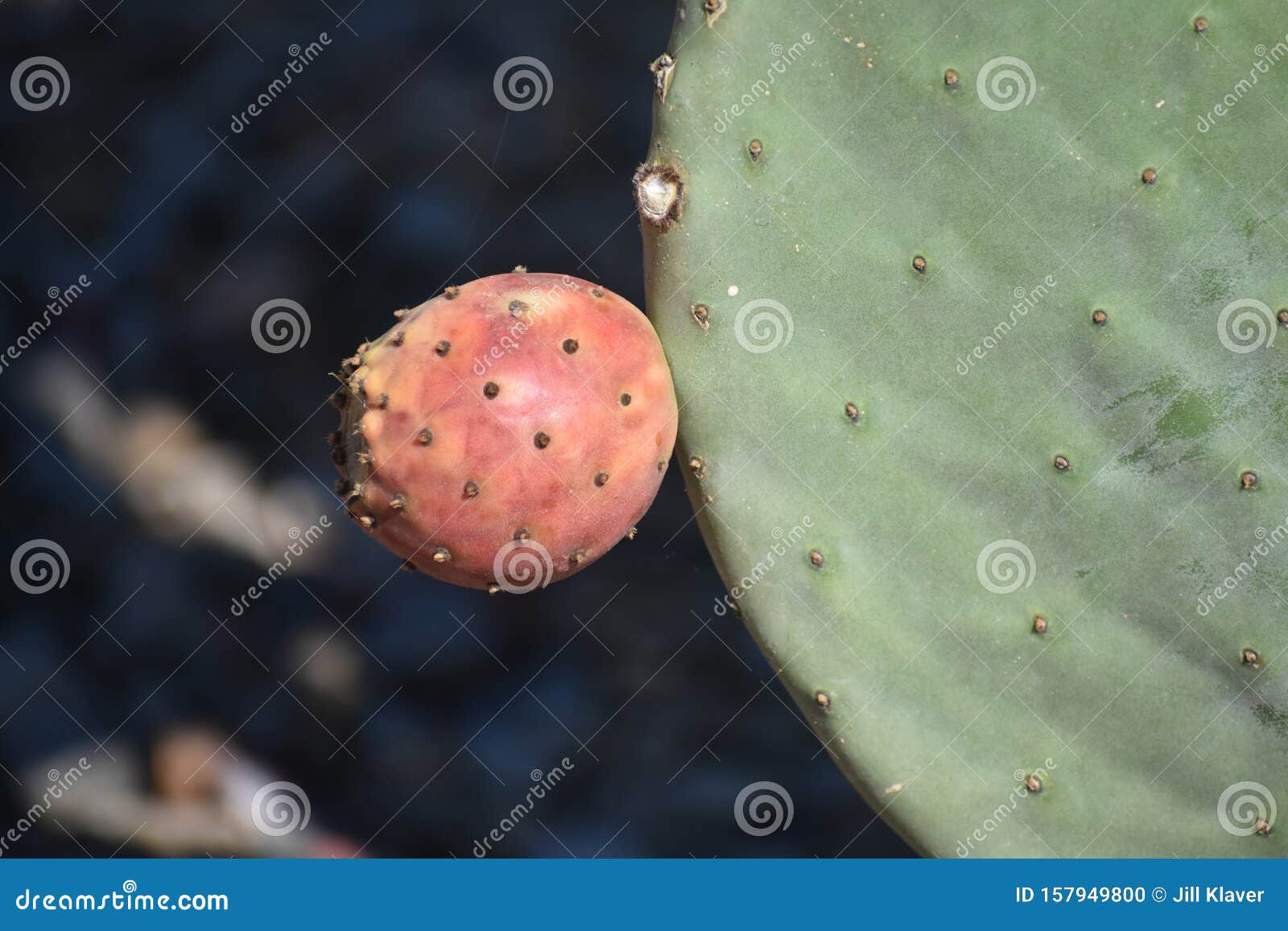 Red Fruit on Prickly Pear Cactus Stock Photo - Image of solitary, green ...