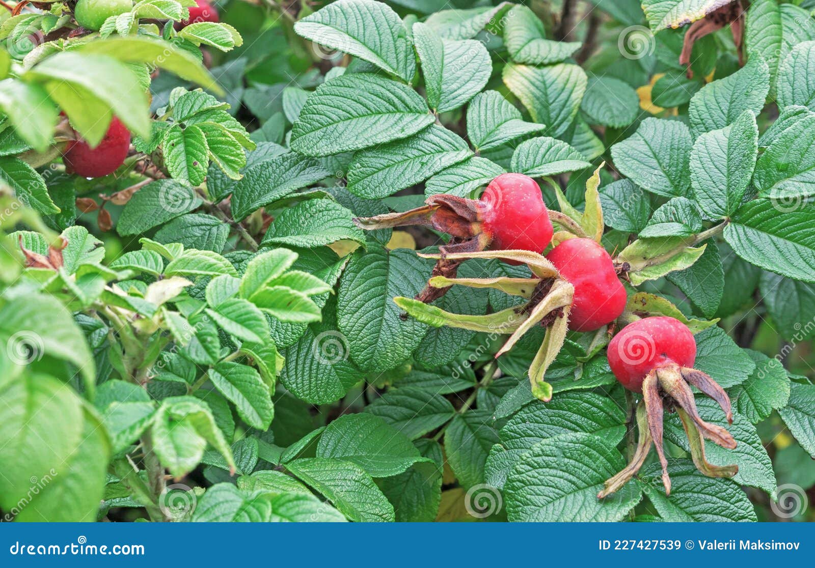 Red Fruit Rose Hips. Wild Rose Stock Image - Image of wild, thorns ...