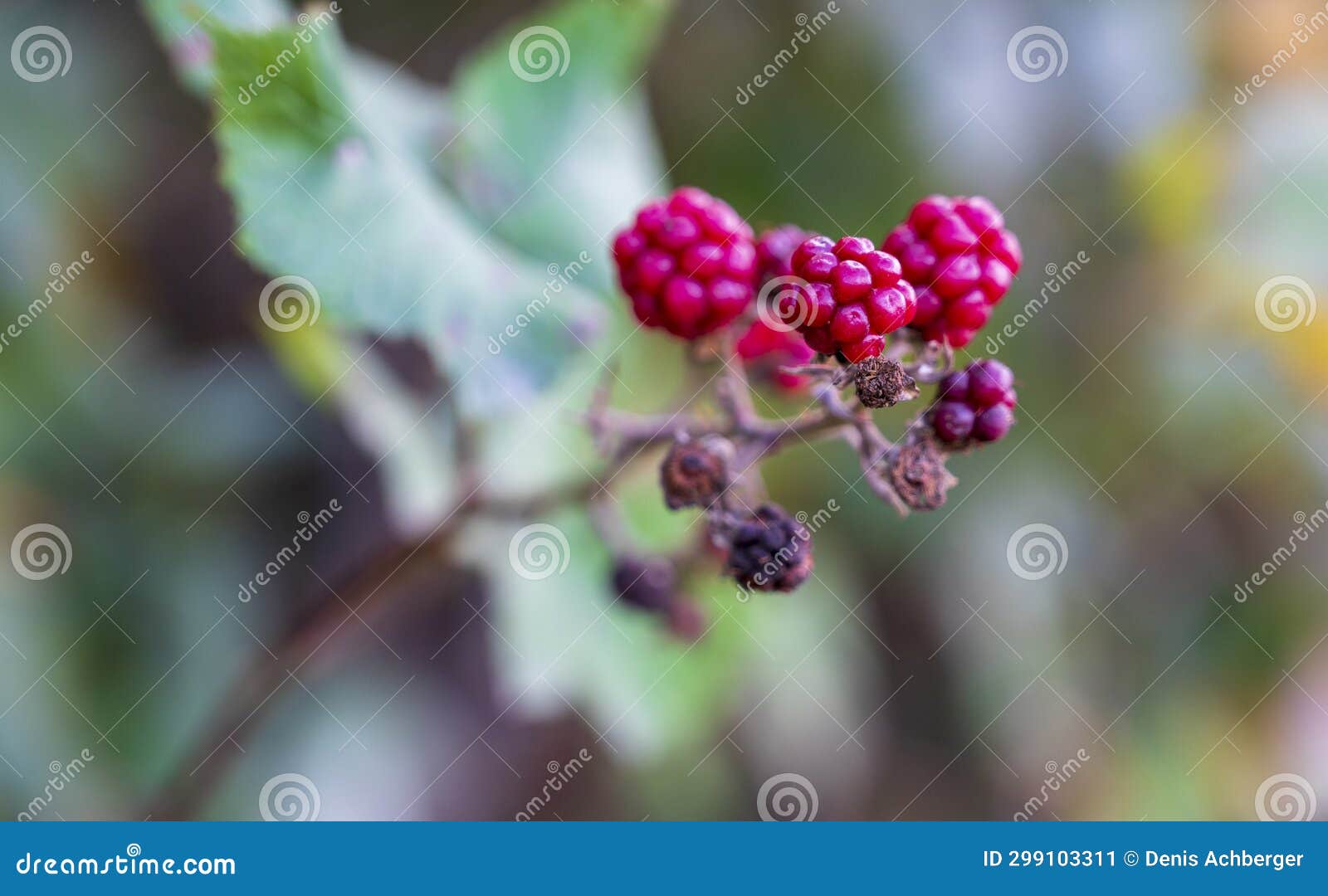Red Fruit of Rubus Plant on Sprig with Leaves Stock Image - Image of ...