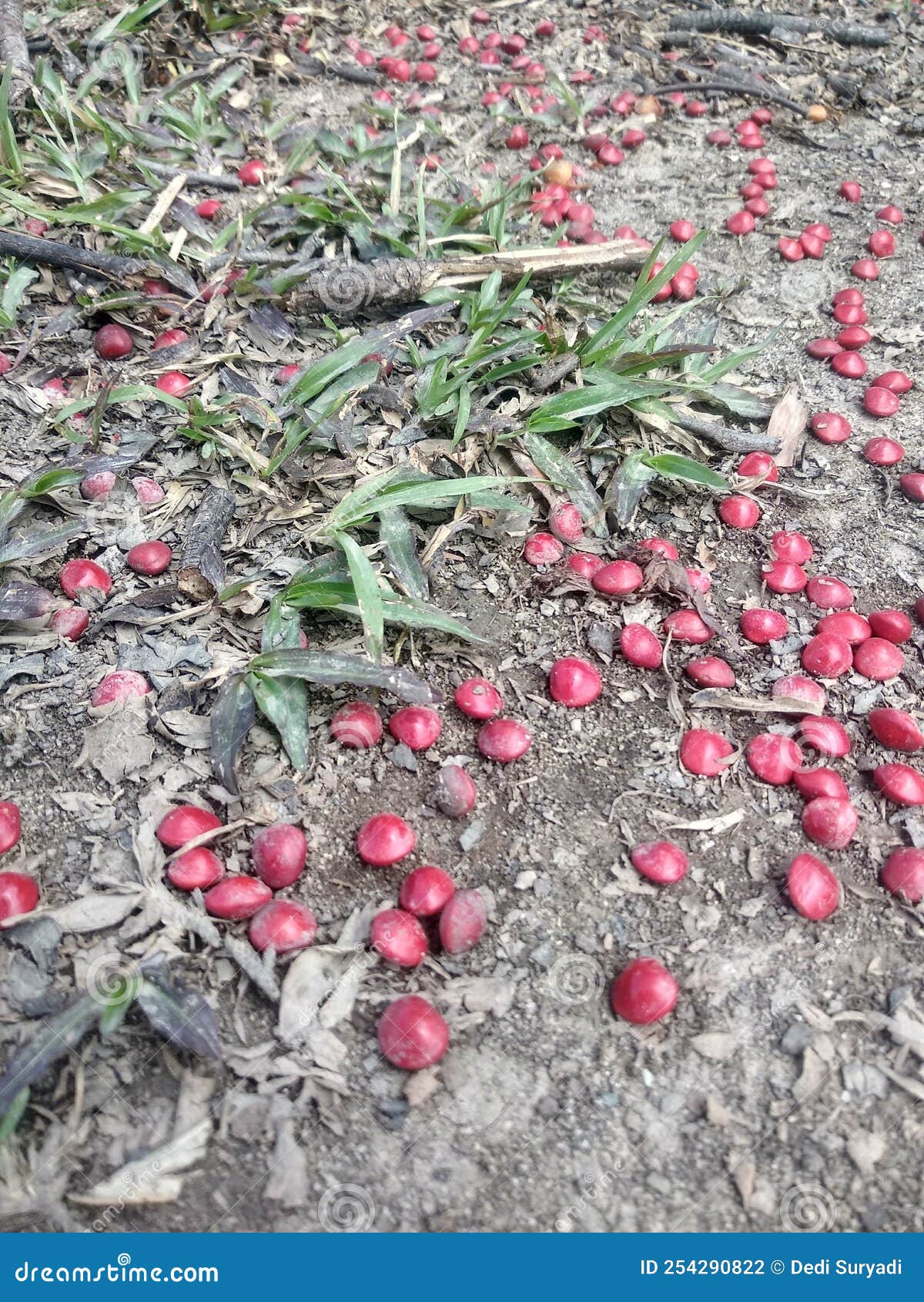 Red Fruit Seeds Fall on the Ground Stock Photo - Image of fruit, ground ...