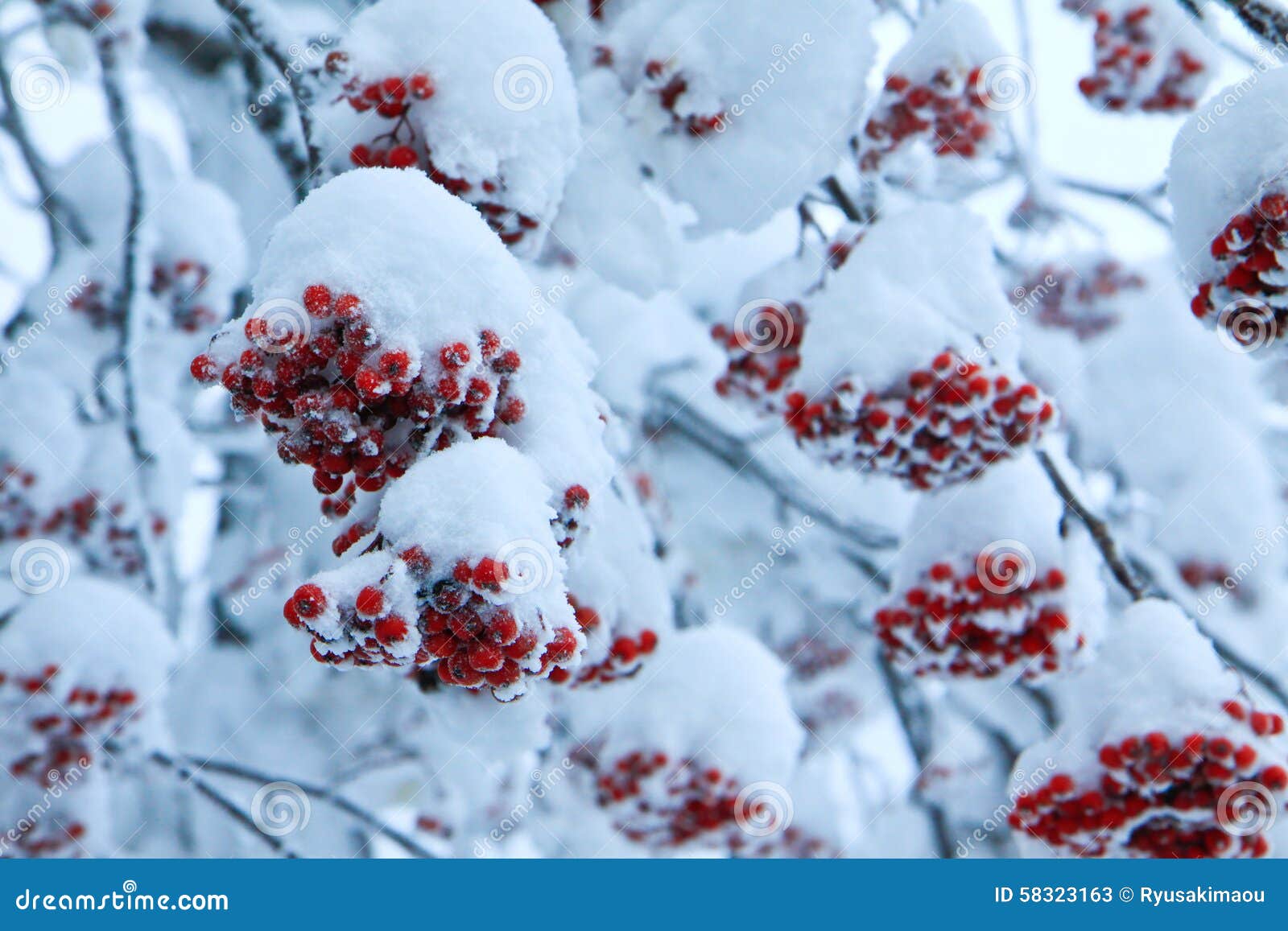 Red fruit with snow stock image. Image of natural, plant - 58323163