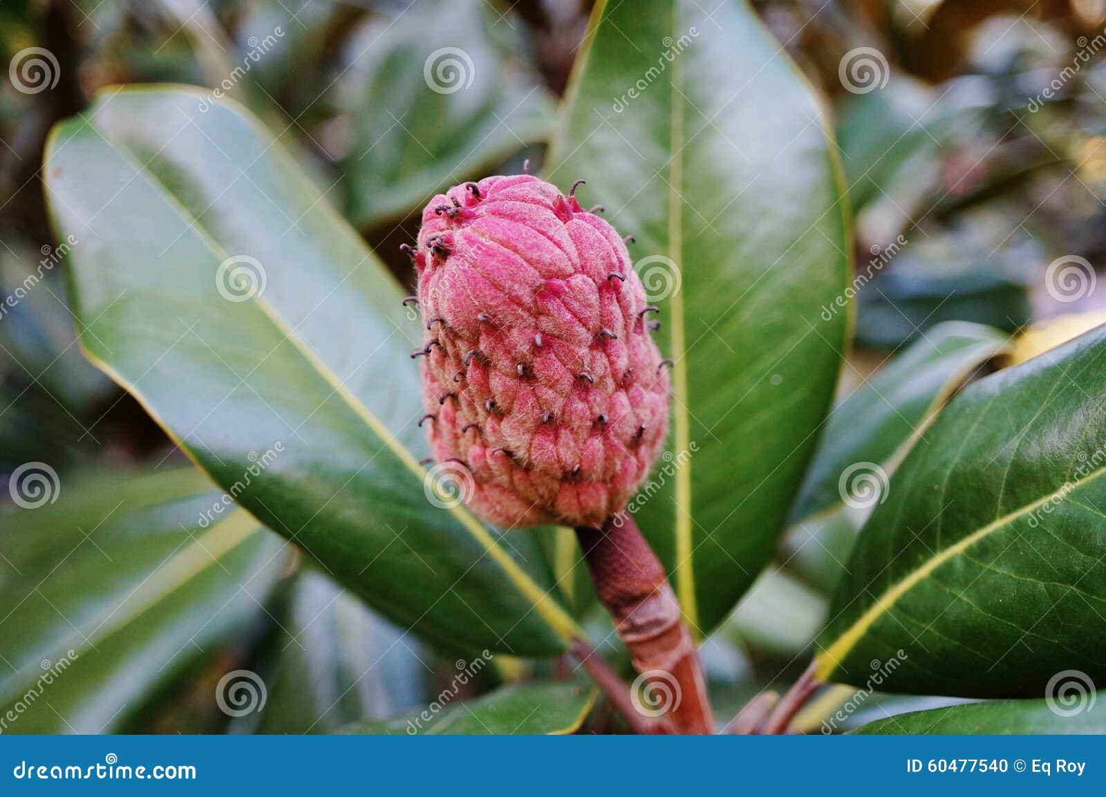 Red Fruit of the Southern Magnolia Stock Photo - Image of flower, bogue ...