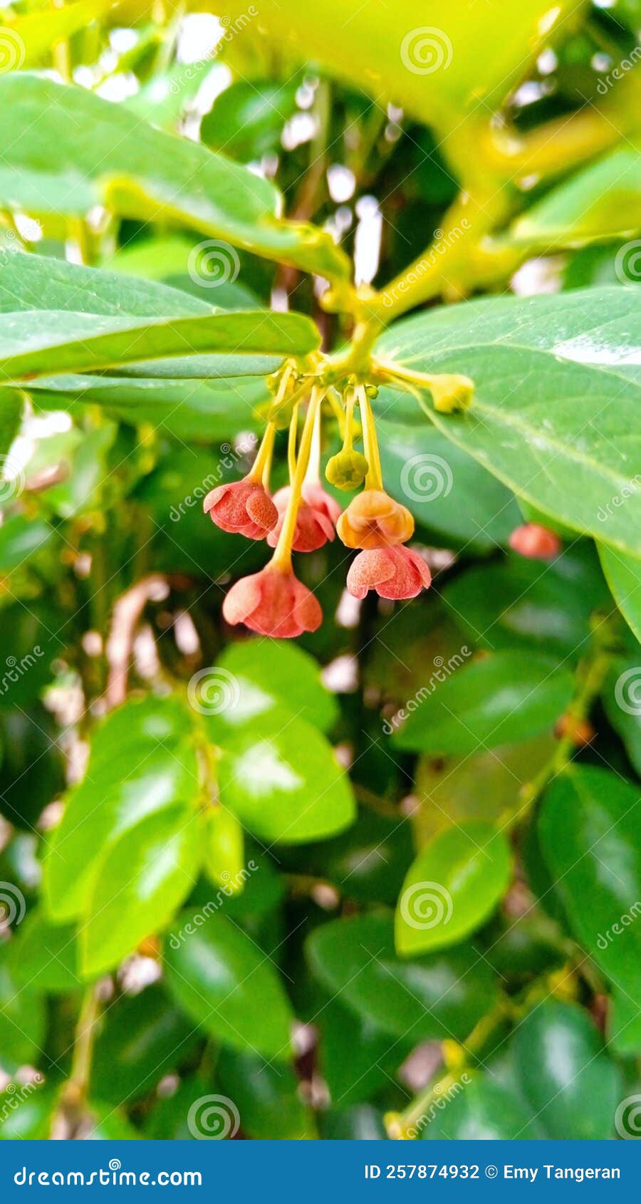Red Fruit Stalks from the Katuk Tree Stock Photo - Image of tree, fruit ...