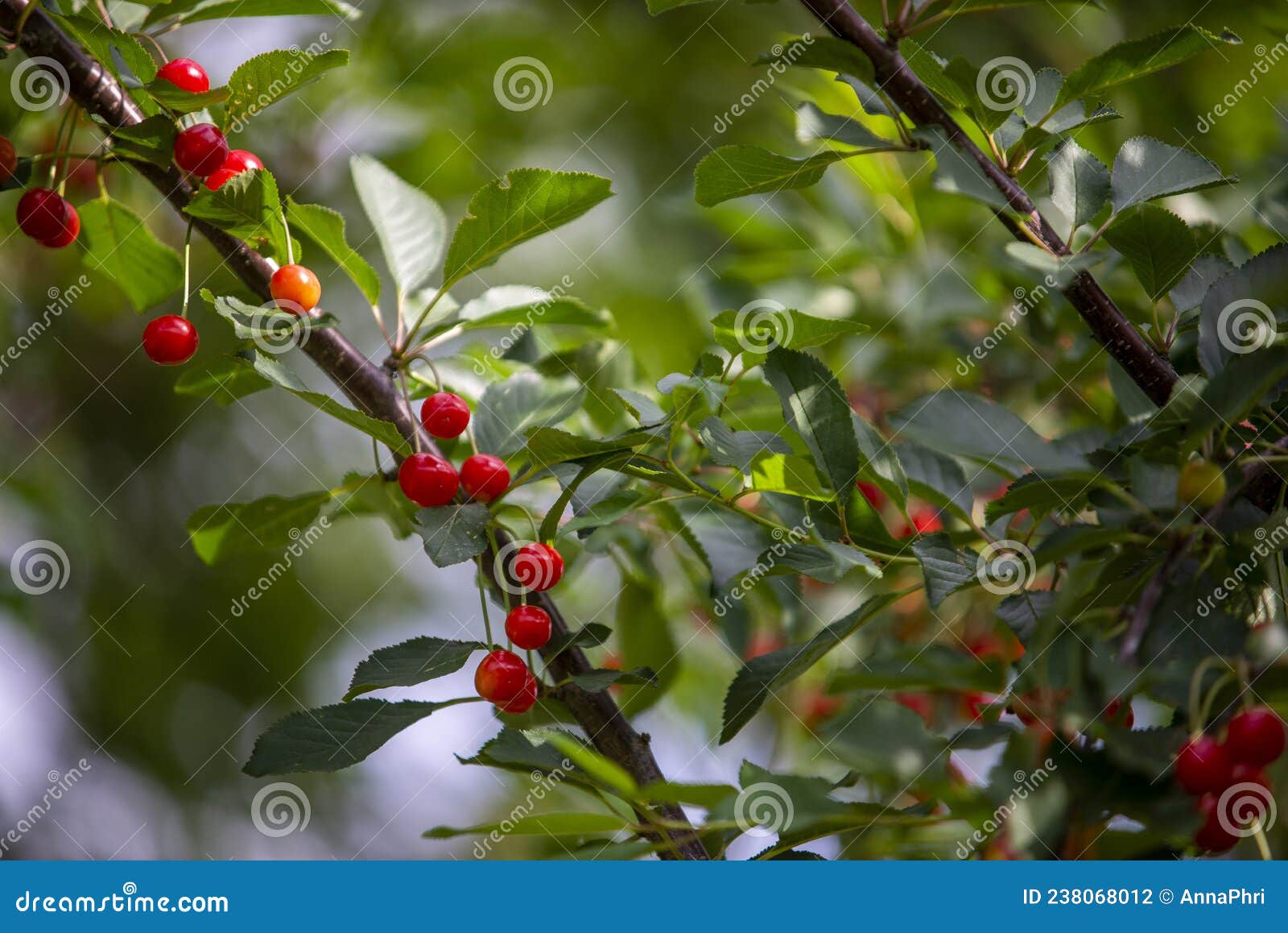Red fruit on a tree stock photo. Image of berry, natural - 238068012