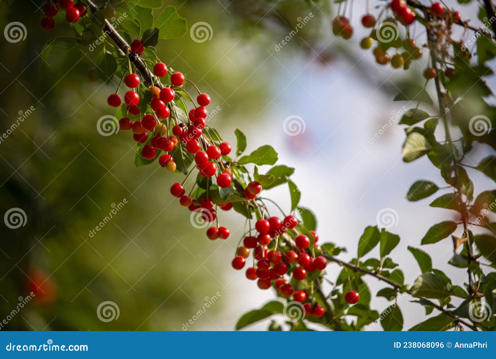 Red fruit on a tree stock photo. Image of fruit, colorful - 238068096