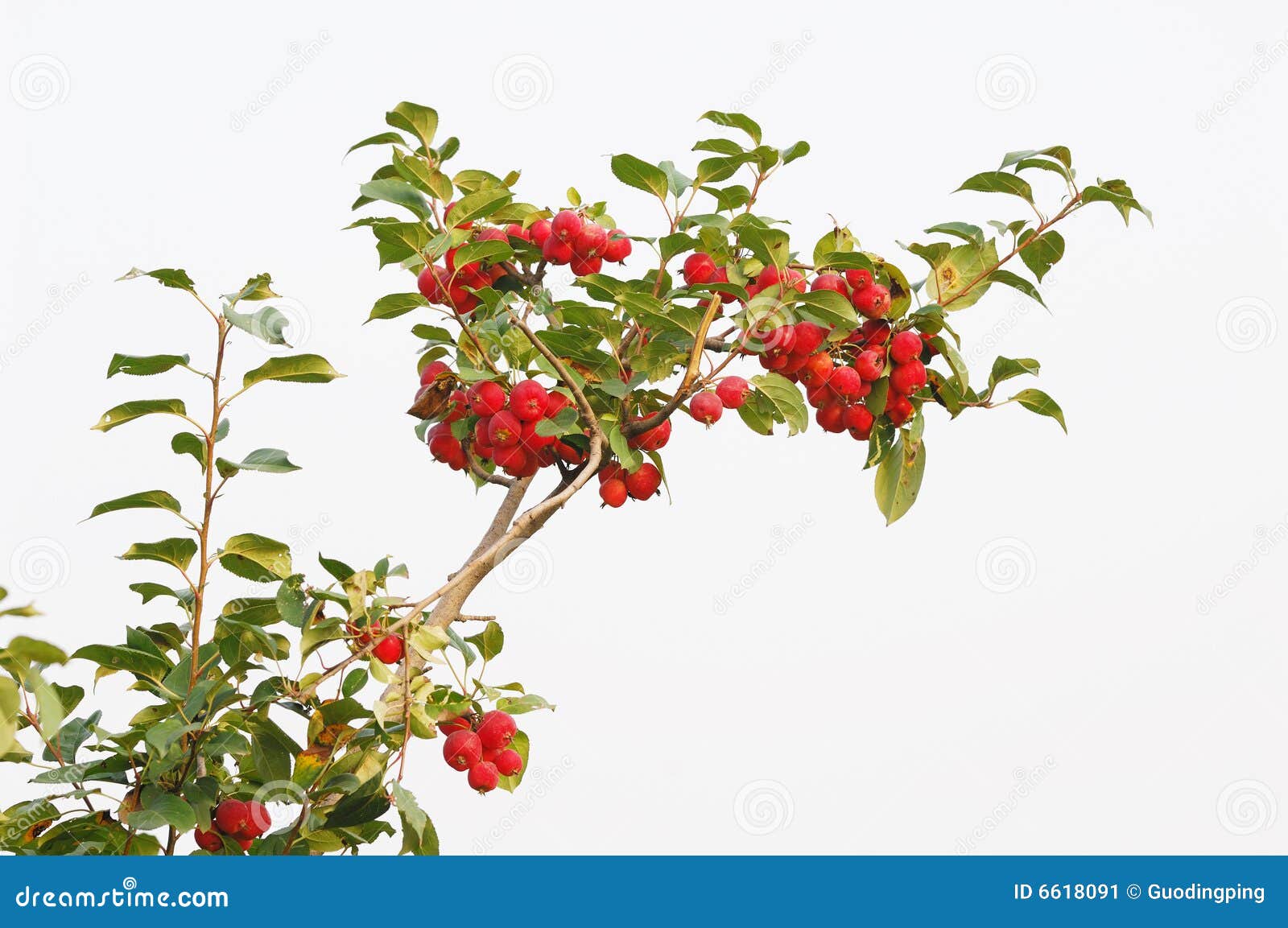 Red fruit on tree stock image. Image of fruit, berry, seasonal - 6618091