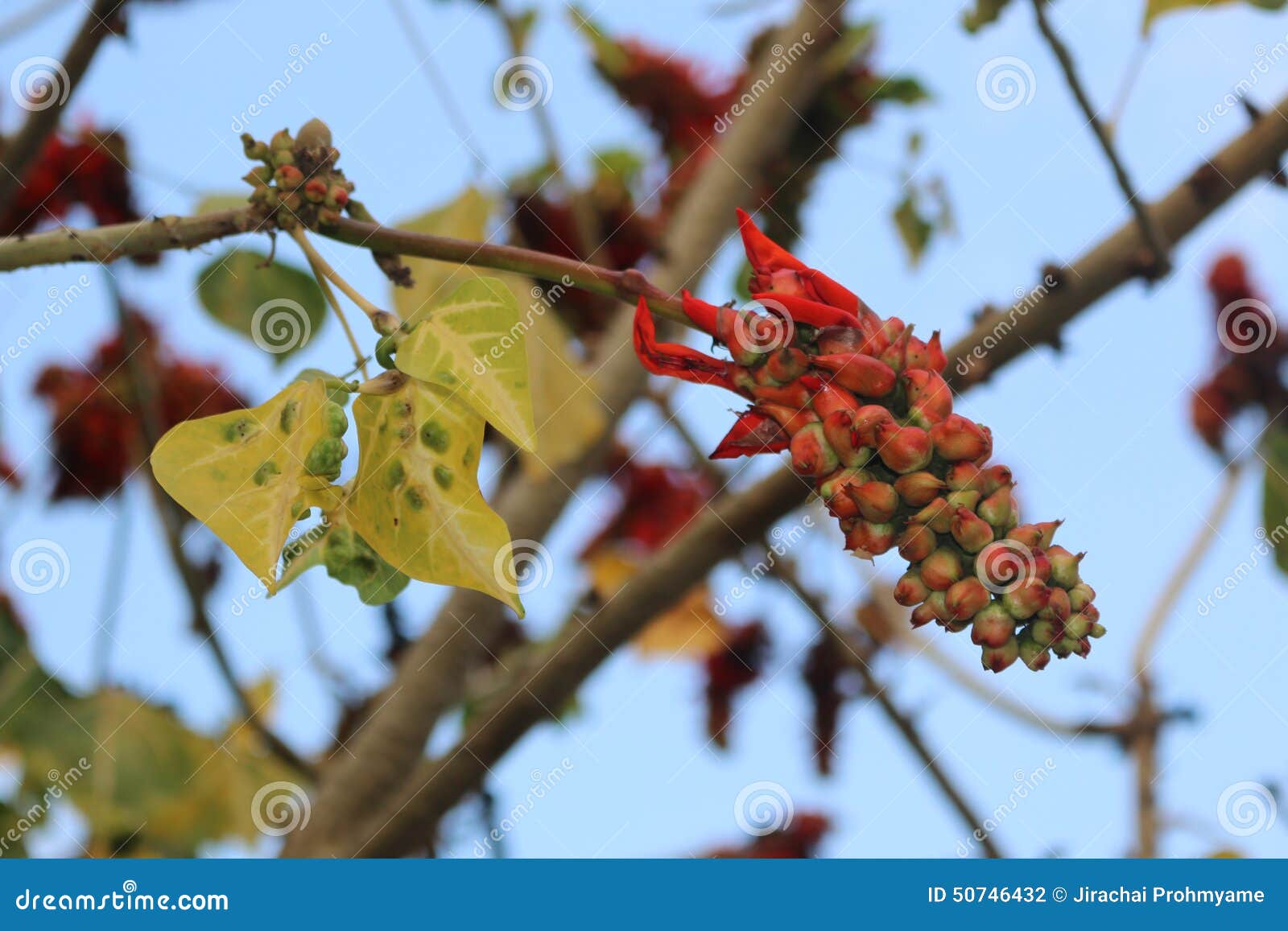 The red fruit on the tree stock photo. Image of botanic - 50746432