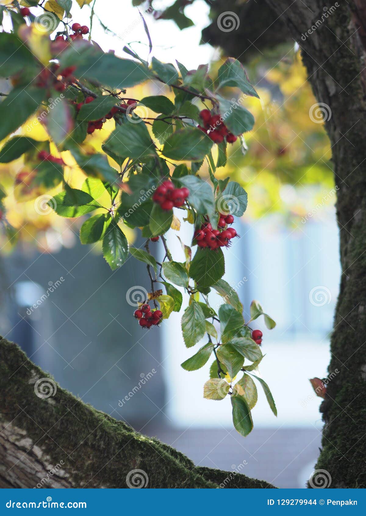 Red Fruit Tree in the Nature Stock Photo - Image of nature, brown ...
