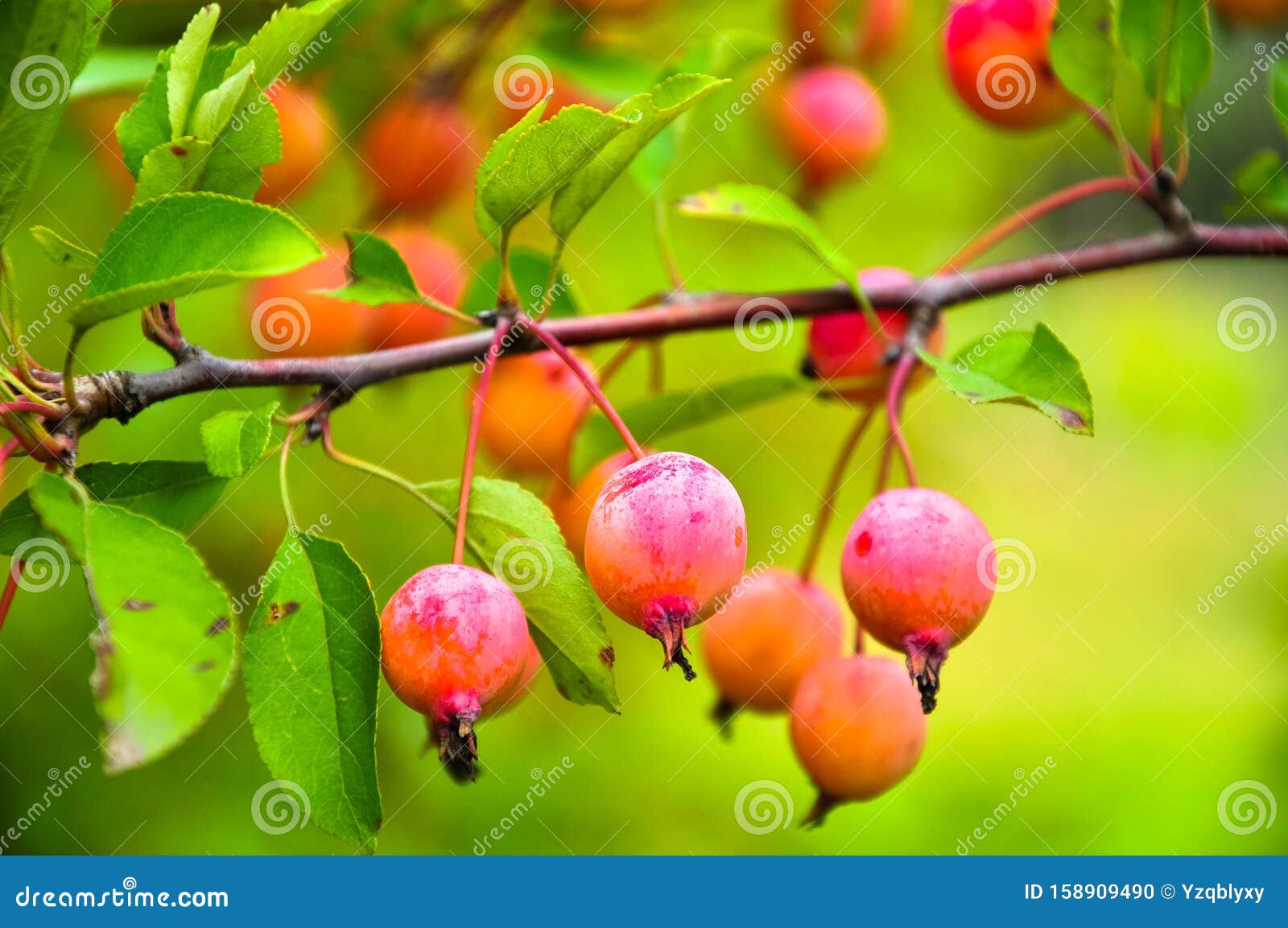 Red Ripe Fruit with Green Leaves on the Tree in Autumn Stock Photo ...