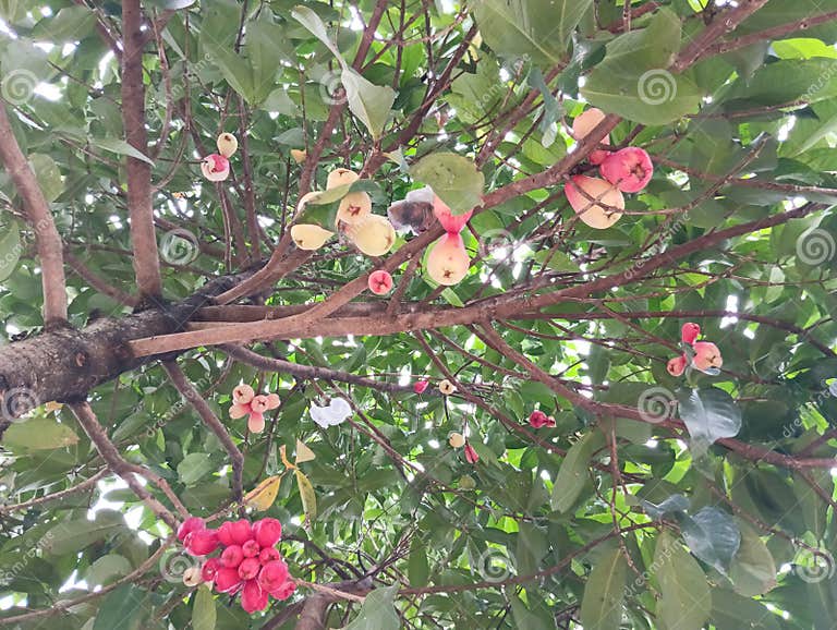 Red Fruit on the Tree. Vertical View Stock Image - Image of branch ...