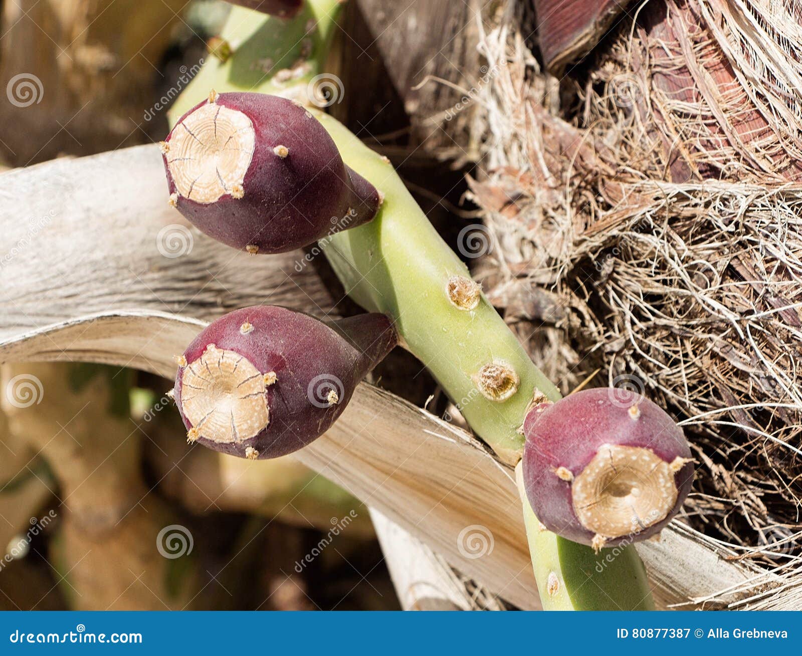 Red Fruit Trees Growing on it Stock Image - Image of leaf, outdoor ...