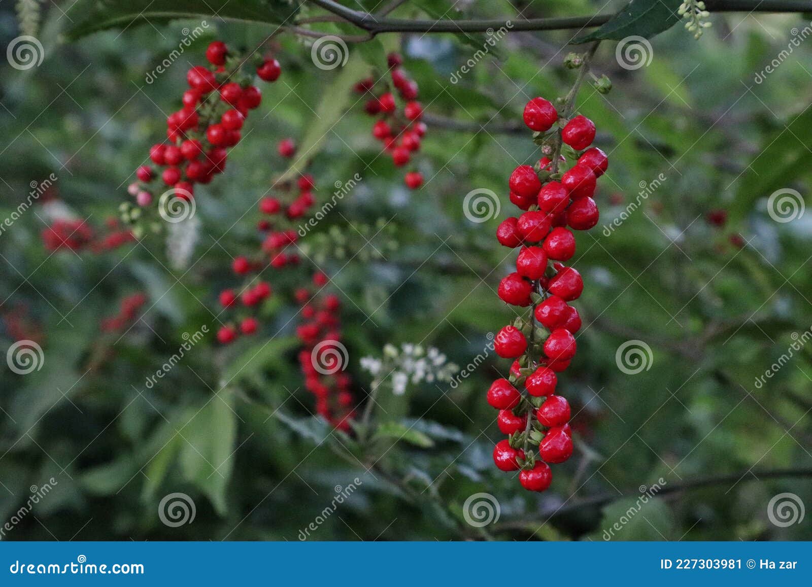 The Red Fruit Trees is Very Beautiful. Stock Image - Image of herb ...