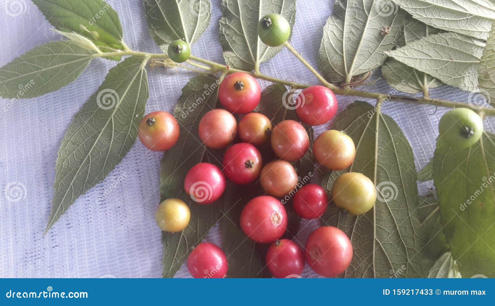 Red fruit is very nice stock image. Image of nice, fruit - 159217433