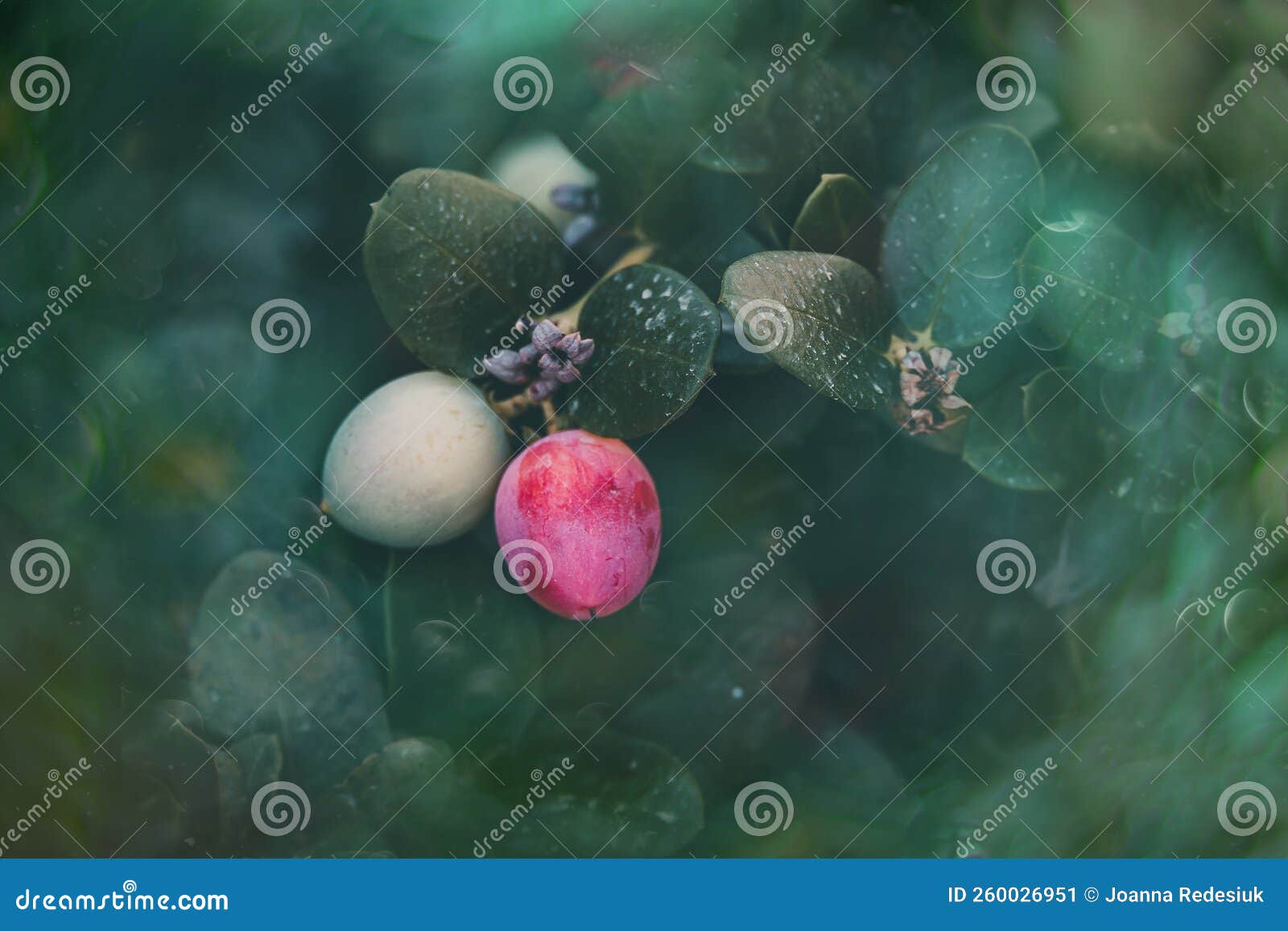 Red Fruit on the Vine on a Green Background in the Park Stock Image ...
