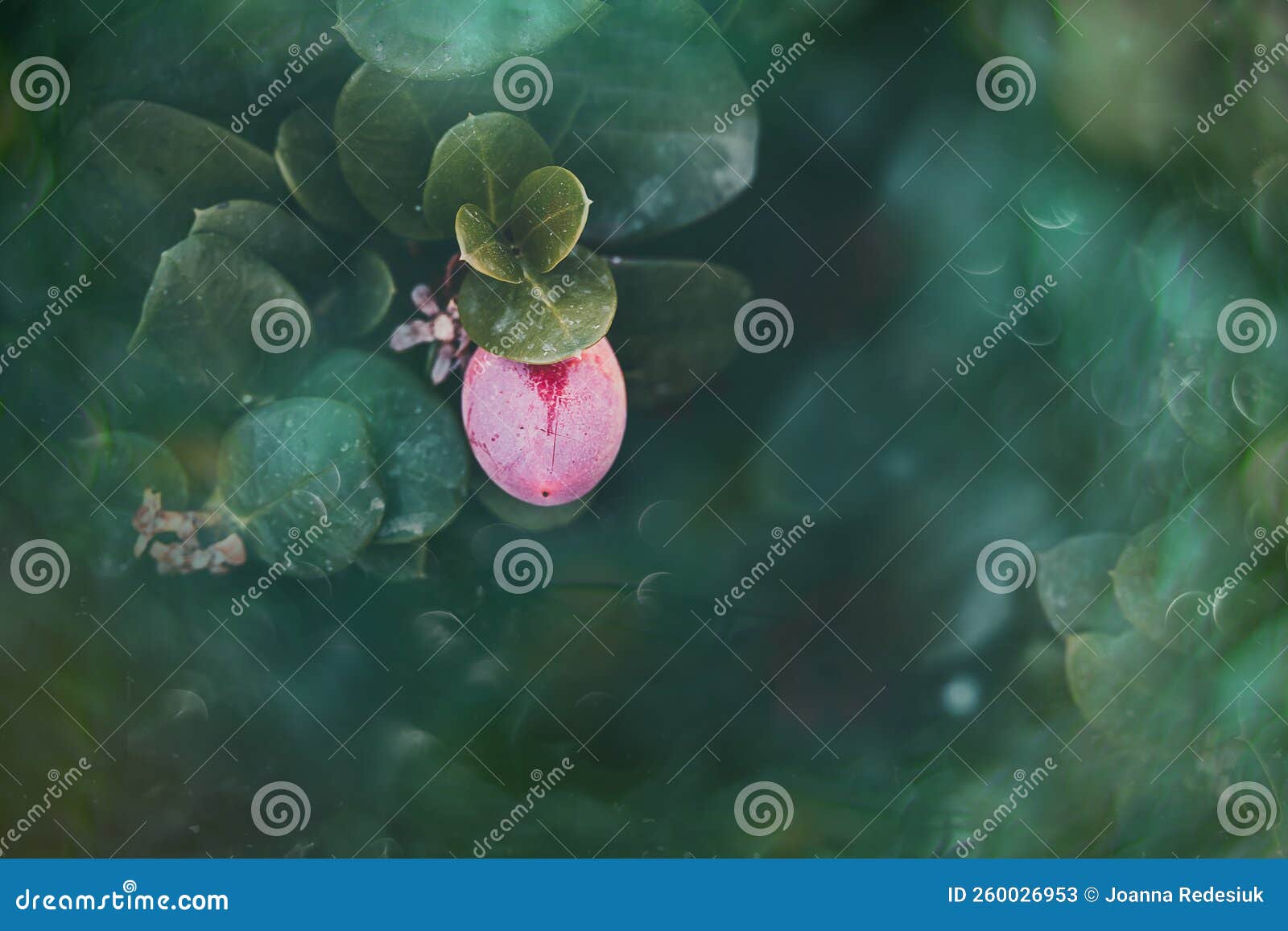 Red Fruit on the Vine on a Green Background in the Park Stock Image ...