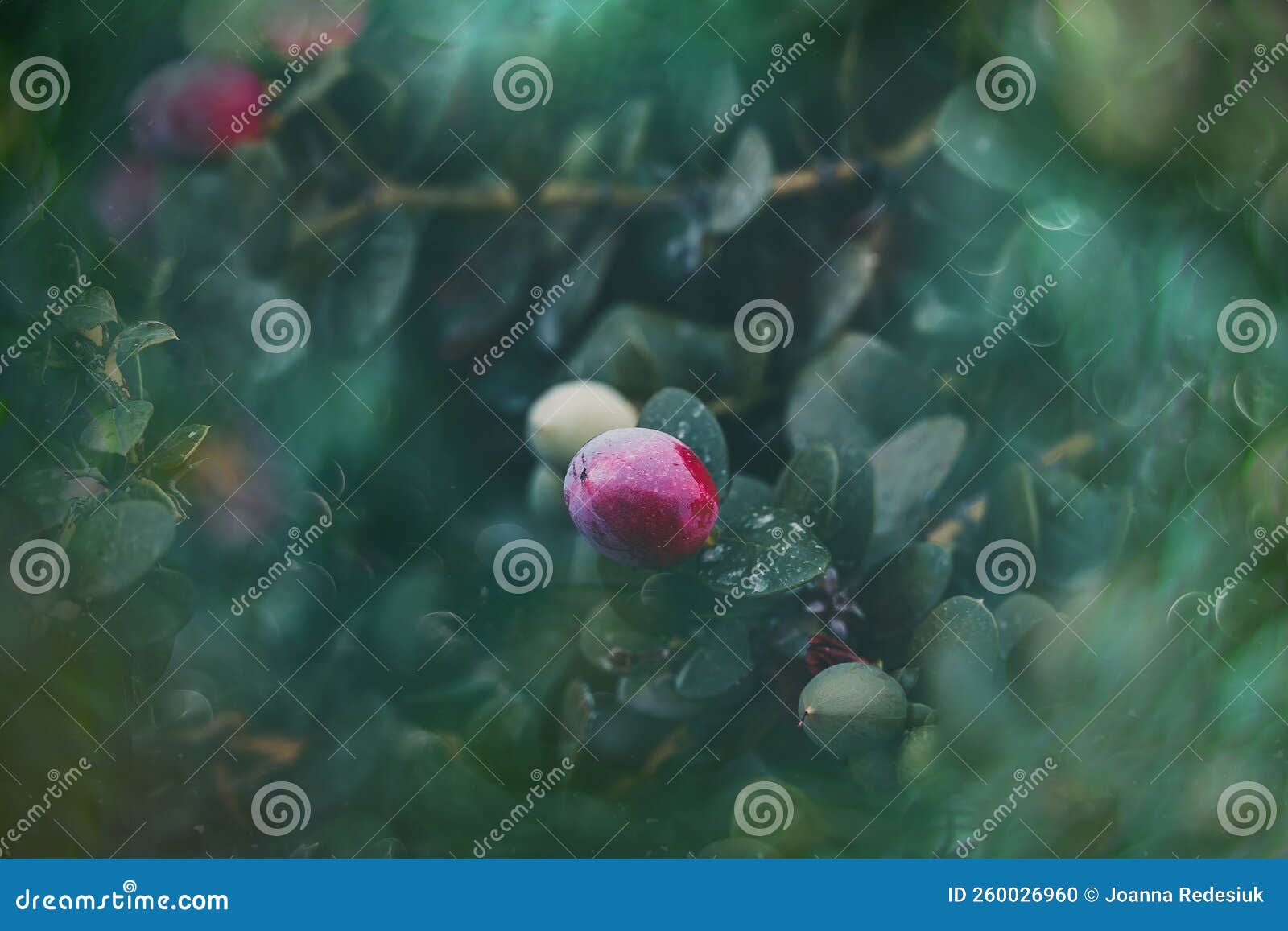 Red Fruit on the Vine on a Green Background in the Park Stock Photo ...
