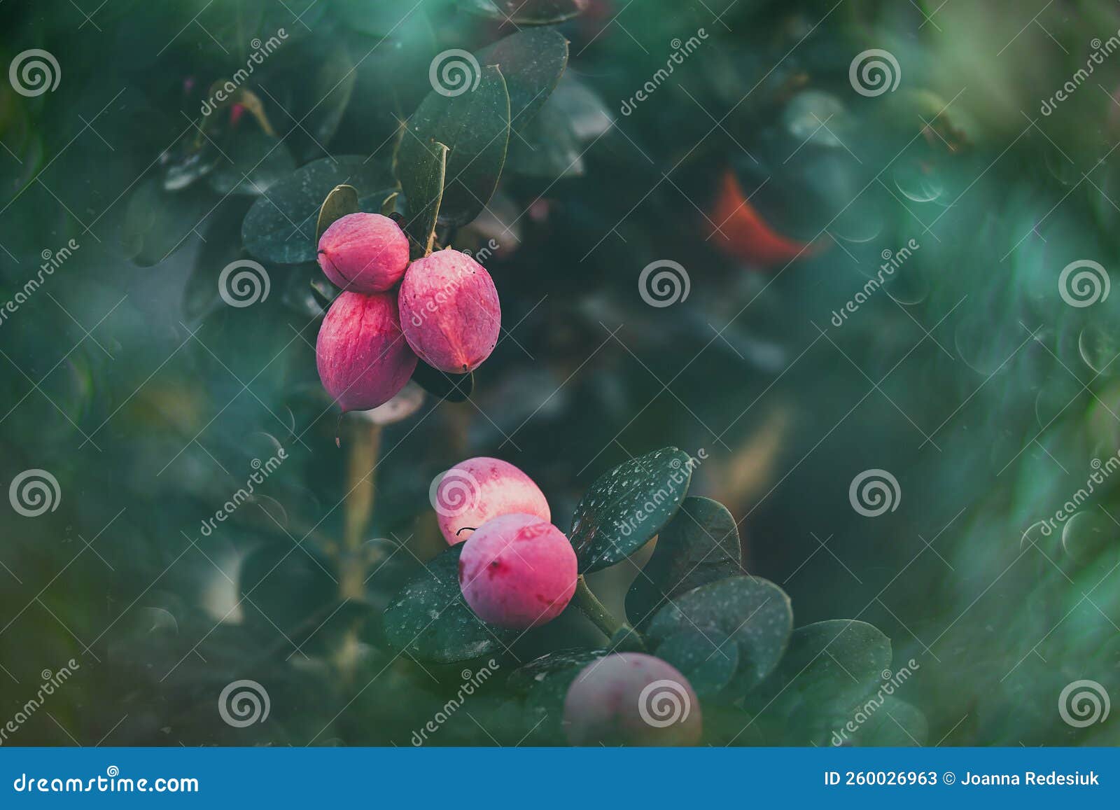 Red Fruit on the Vine on a Green Background in the Park Stock Image ...