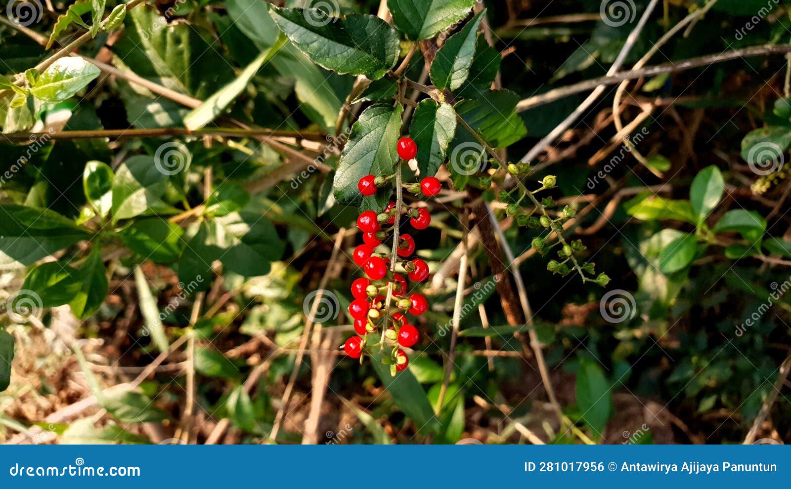 Red Fruit from a Weed Plant in the Middle of the Forest Stock Photo ...