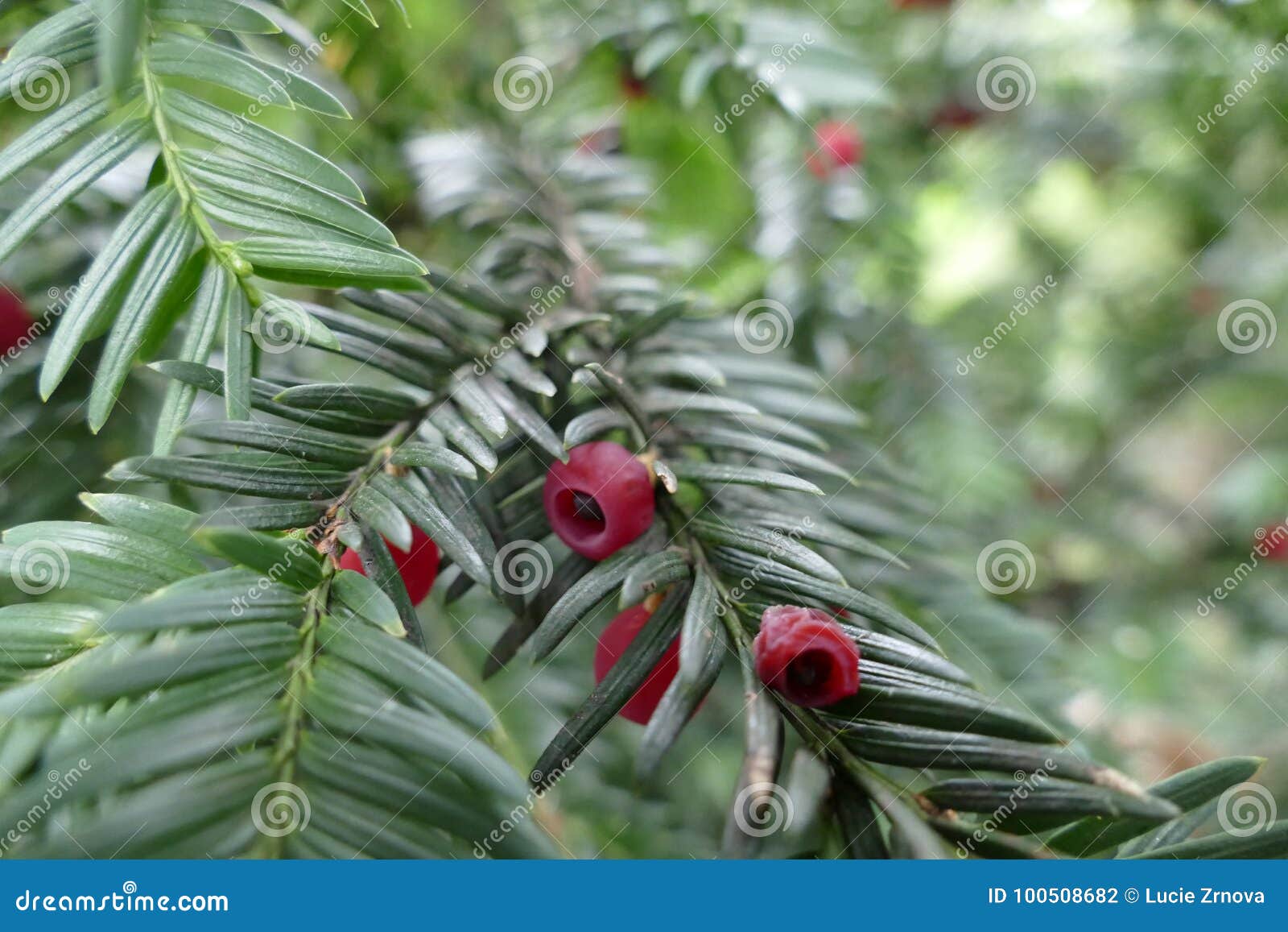 Red fruit on a yew tree stock photo. Image of park, evergreen - 100508682