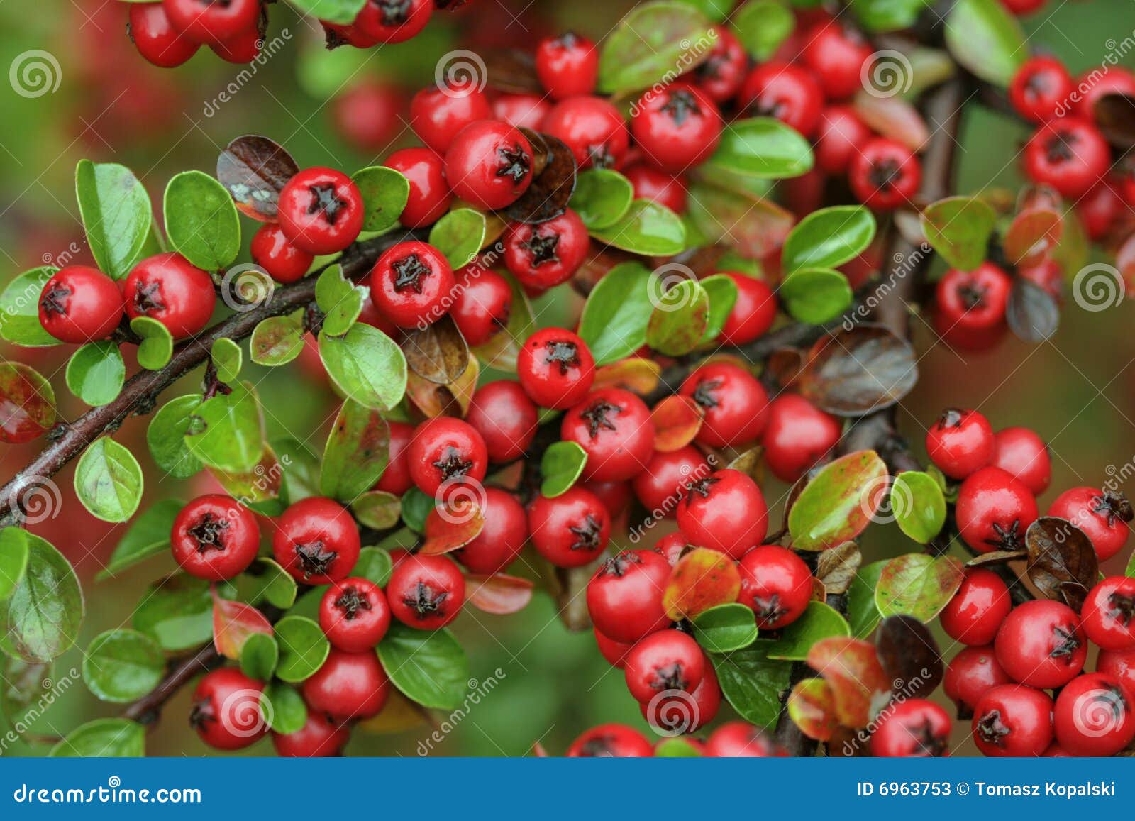 Red fruits stock image. Image of colorful, textures, fruits - 6963753