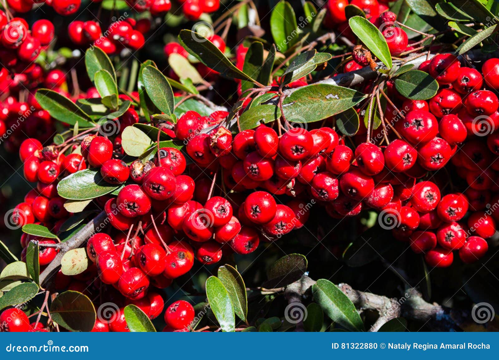 Red fruits stock photo. Image of aquifoliaceae, bunches - 81322880