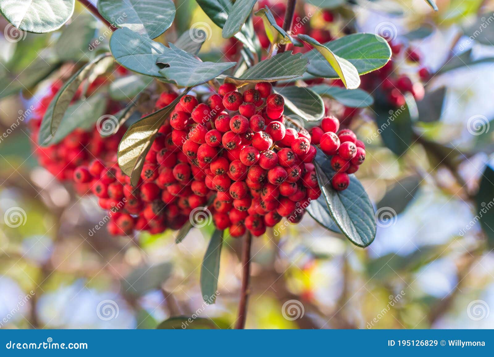 Red fruits stock image. Image of decorative, leaves - 195126829