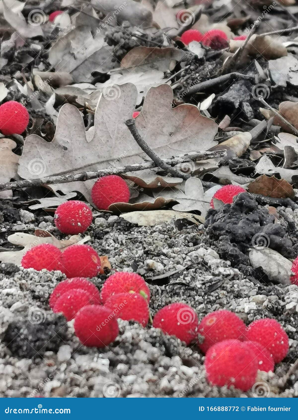 Red fruits on the ground stock photo. Image of color - 166888772