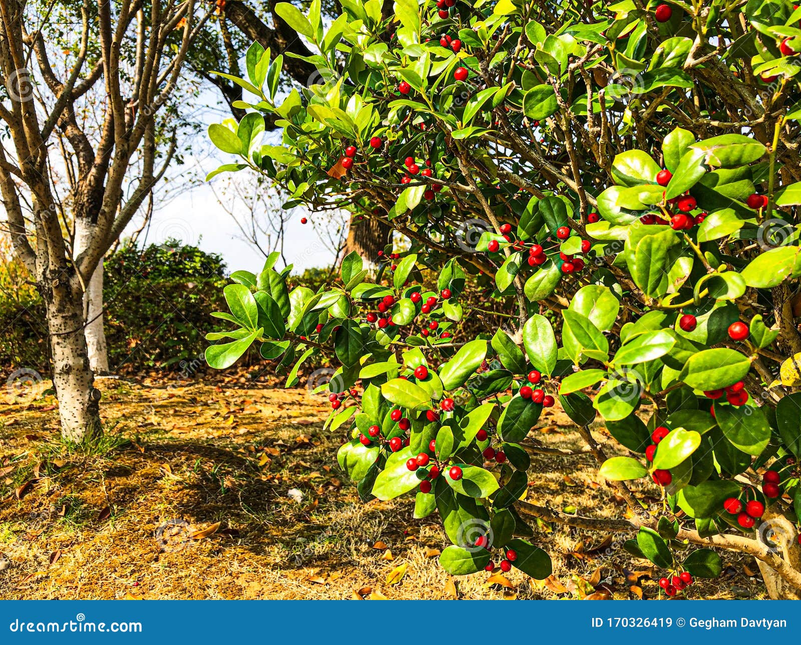 Beautiful Red Fruits on the Tree Stock Image - Image of japan, branch ...
