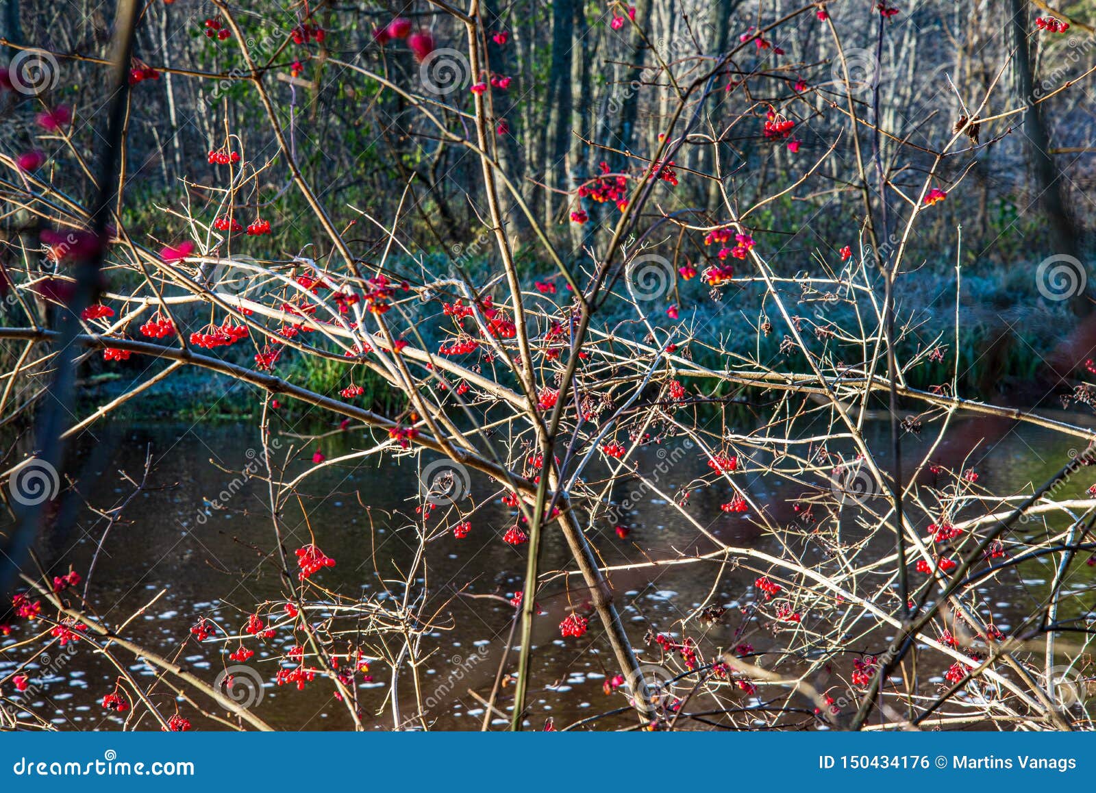 Red Fruits on Tree Branches Stock Photo - Image of person, season ...