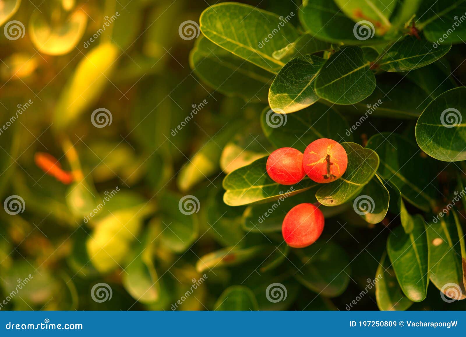 Red Fruits on Tree with Sun Light Stock Image - Image of branch, apples ...