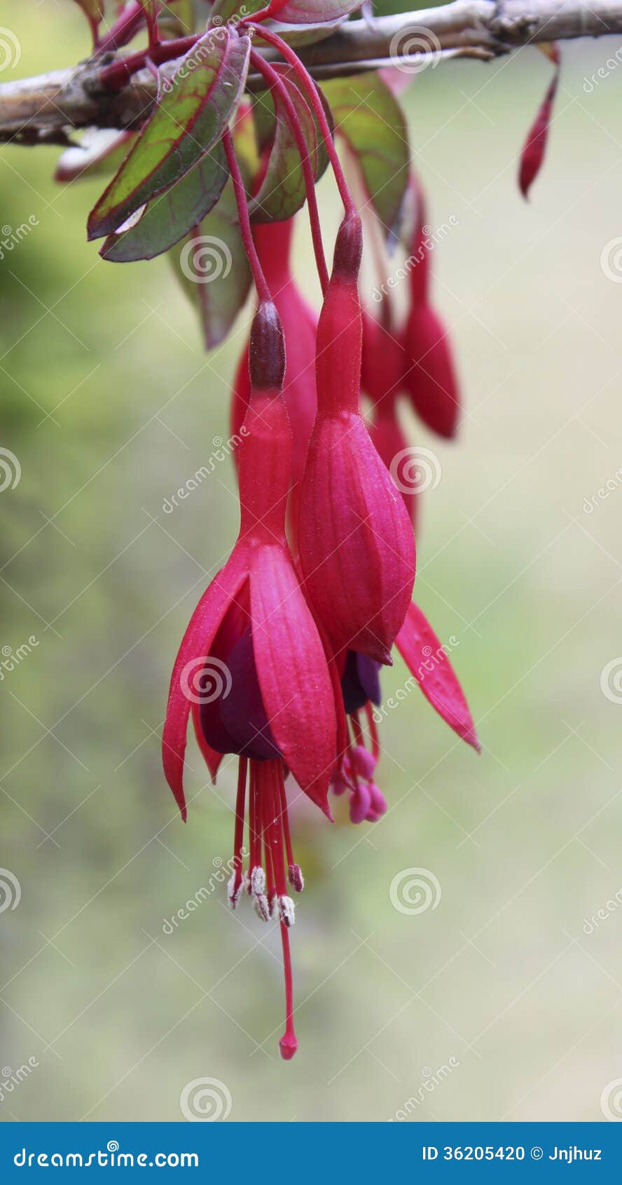 Red Fuchsia Flower stock photo. Image of hardy, flower - 36205420