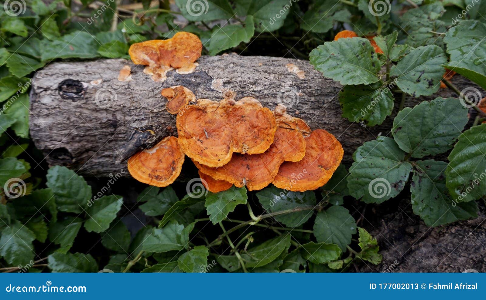 Red fungus on a dead tree stock image. Image of biology - 177002013