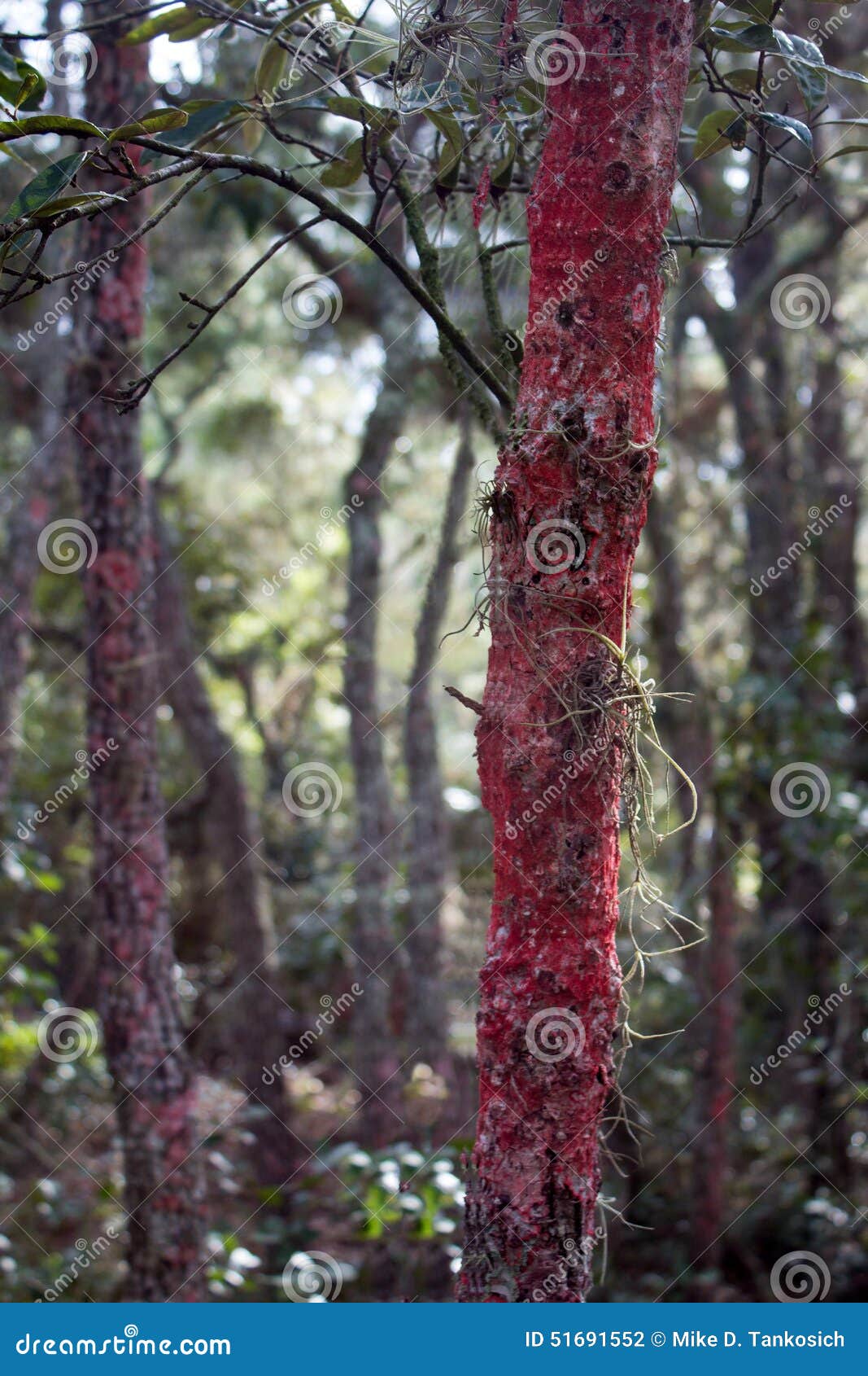 Red Fungus Forest stock photo. Image of bright, lost - 51691552