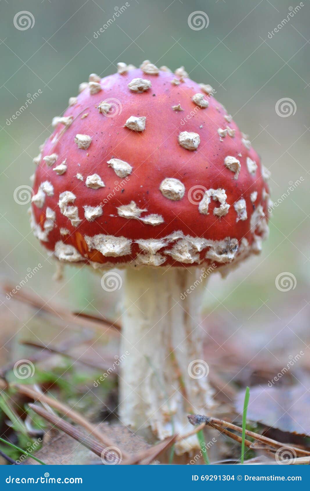 Red Fungus stock photo. Image of november, fall, season - 69291304