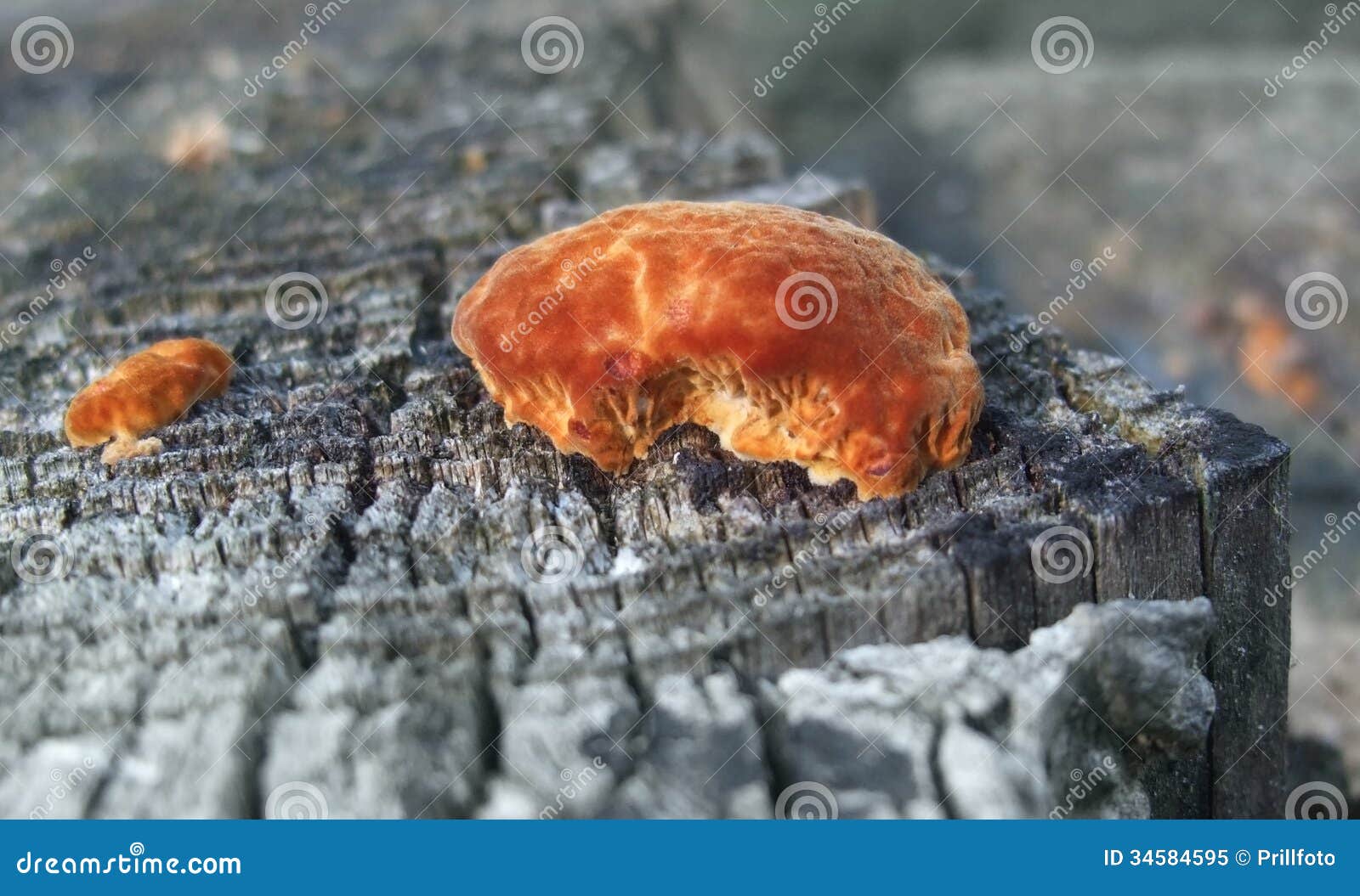 Red fungus stock image. Image of lumber, plant, level - 34584595