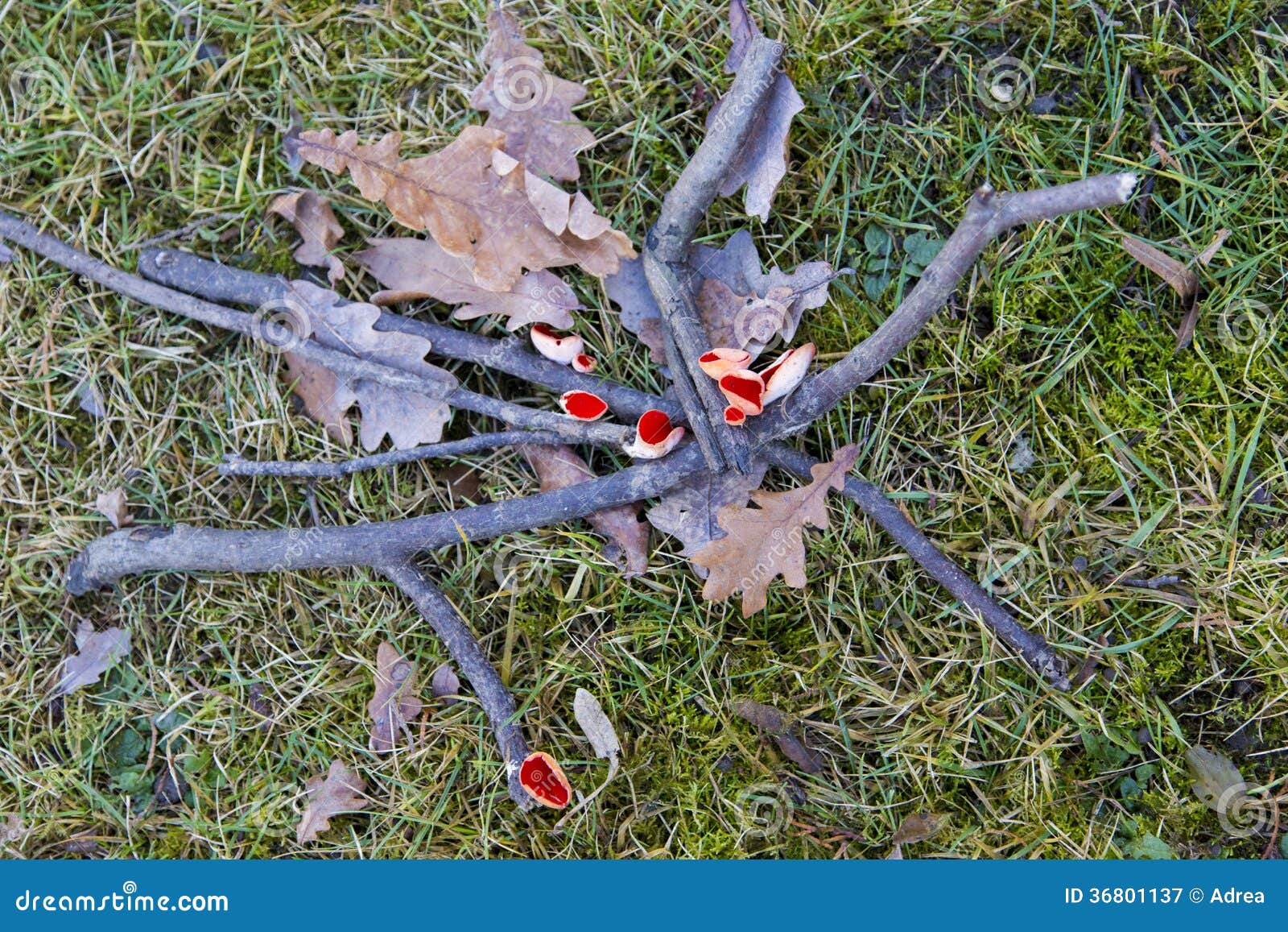 Few Red Fungus and Some Tree Branches Stock Image - Image of fins, thin ...