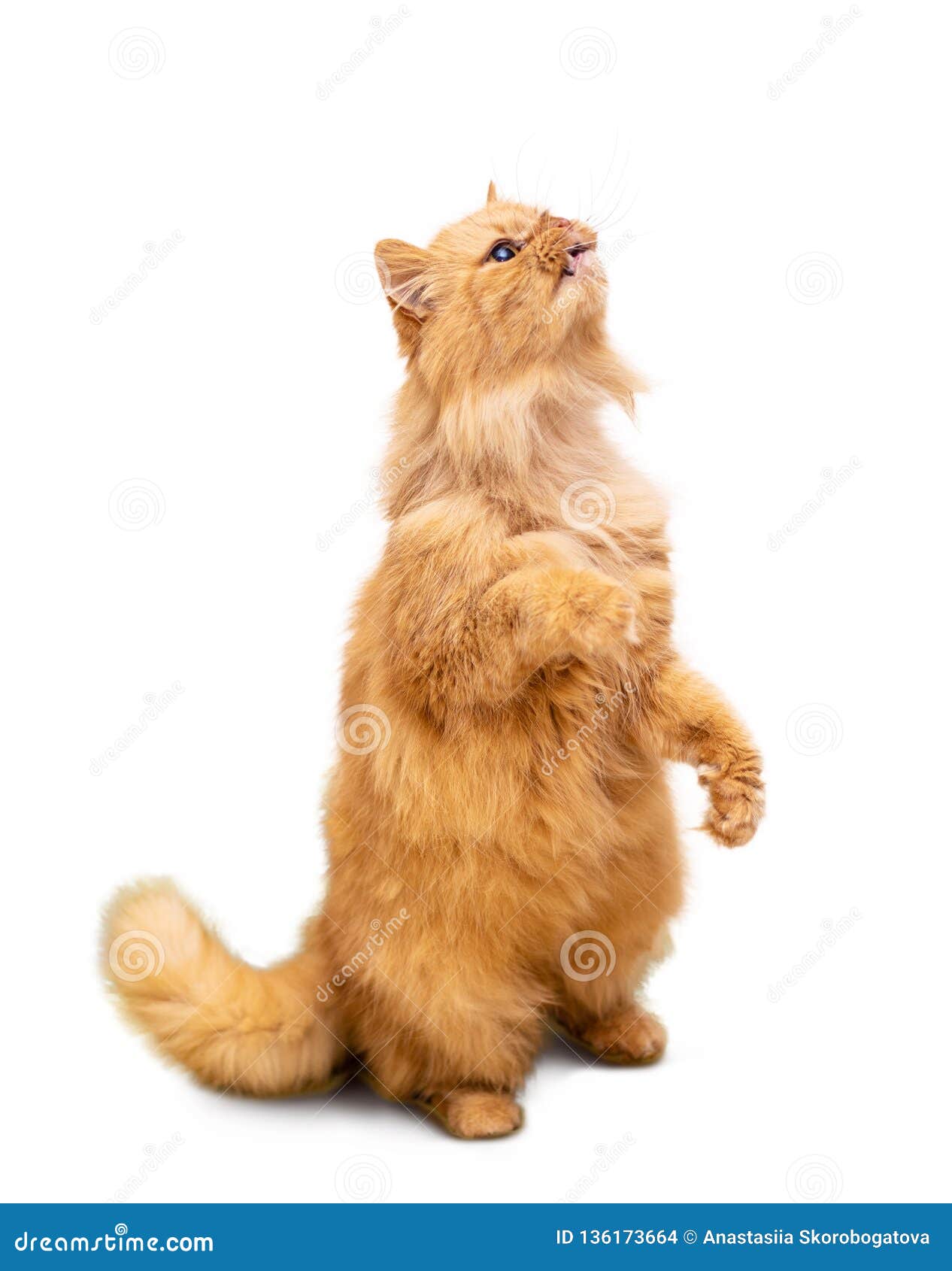 Red Funny Cat Isolated on White Background Stock Photo - Image of ...