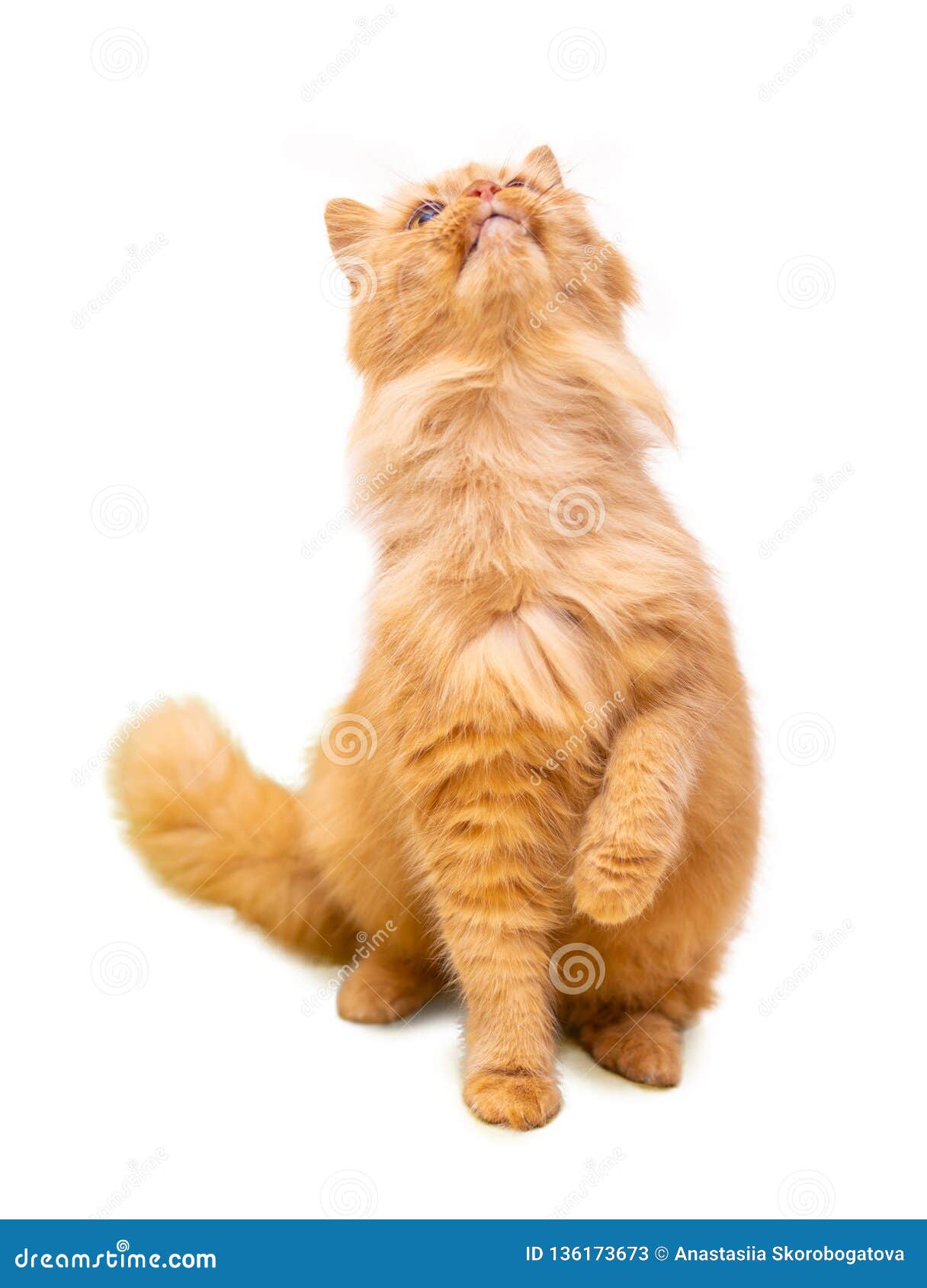 Red Funny Cat Isolated on White Background Stock Image - Image of ...