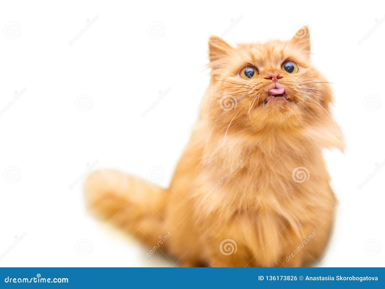 Red Funny Cat Isolated on White Background Stock Photo - Image of ...