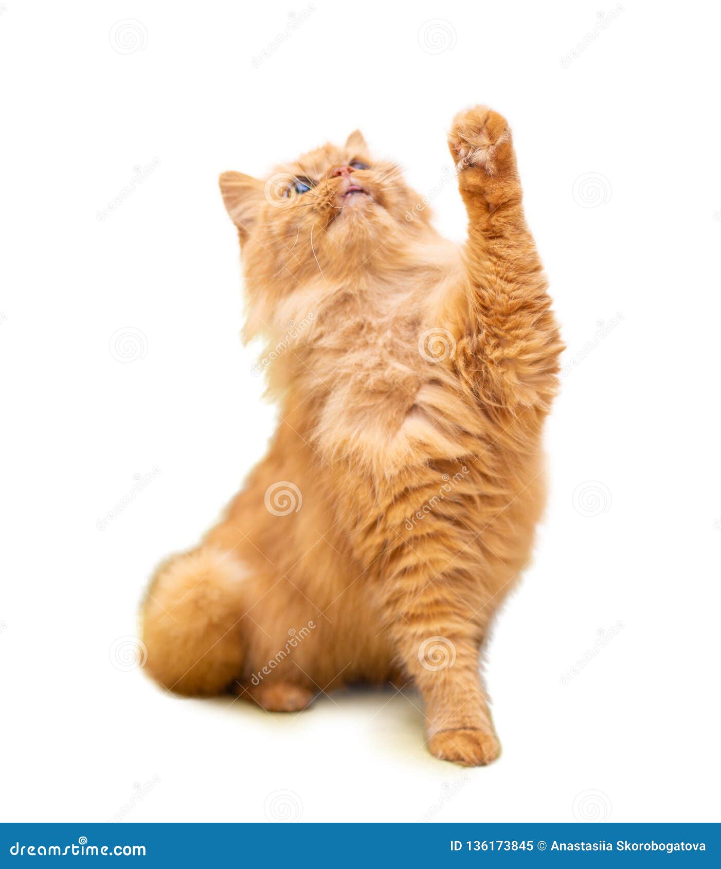 Red Funny Cat Isolated on White Background Stock Image - Image of ...