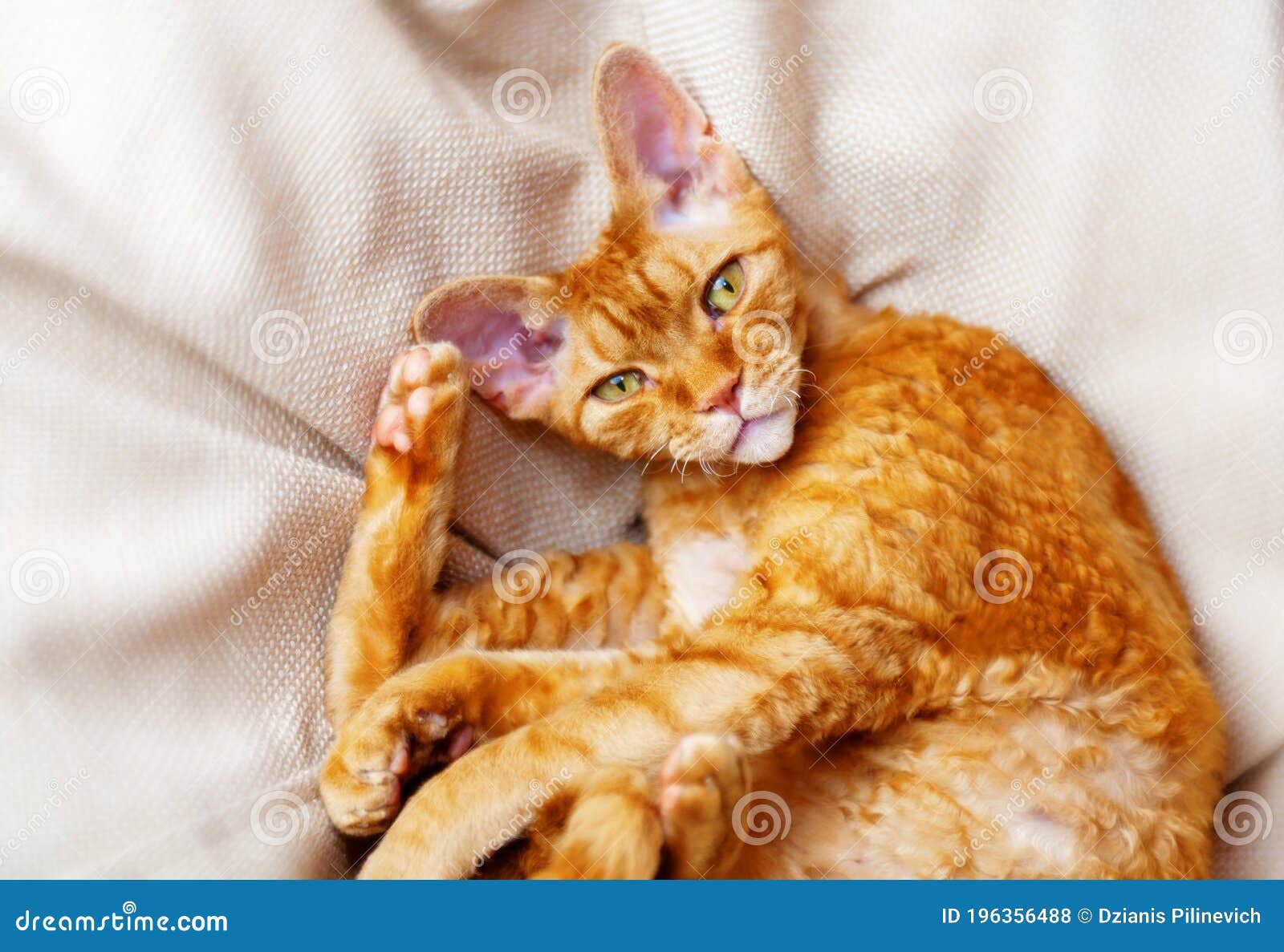 Red Funny Cat with a Paw at the Ear Stock Photo - Image of head, feline ...