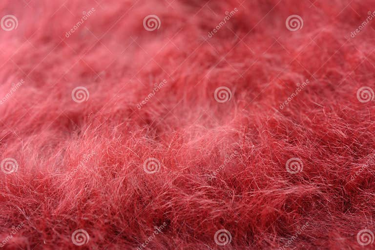 Red fur texture stock photo. Image of furry, feline - 341768596
